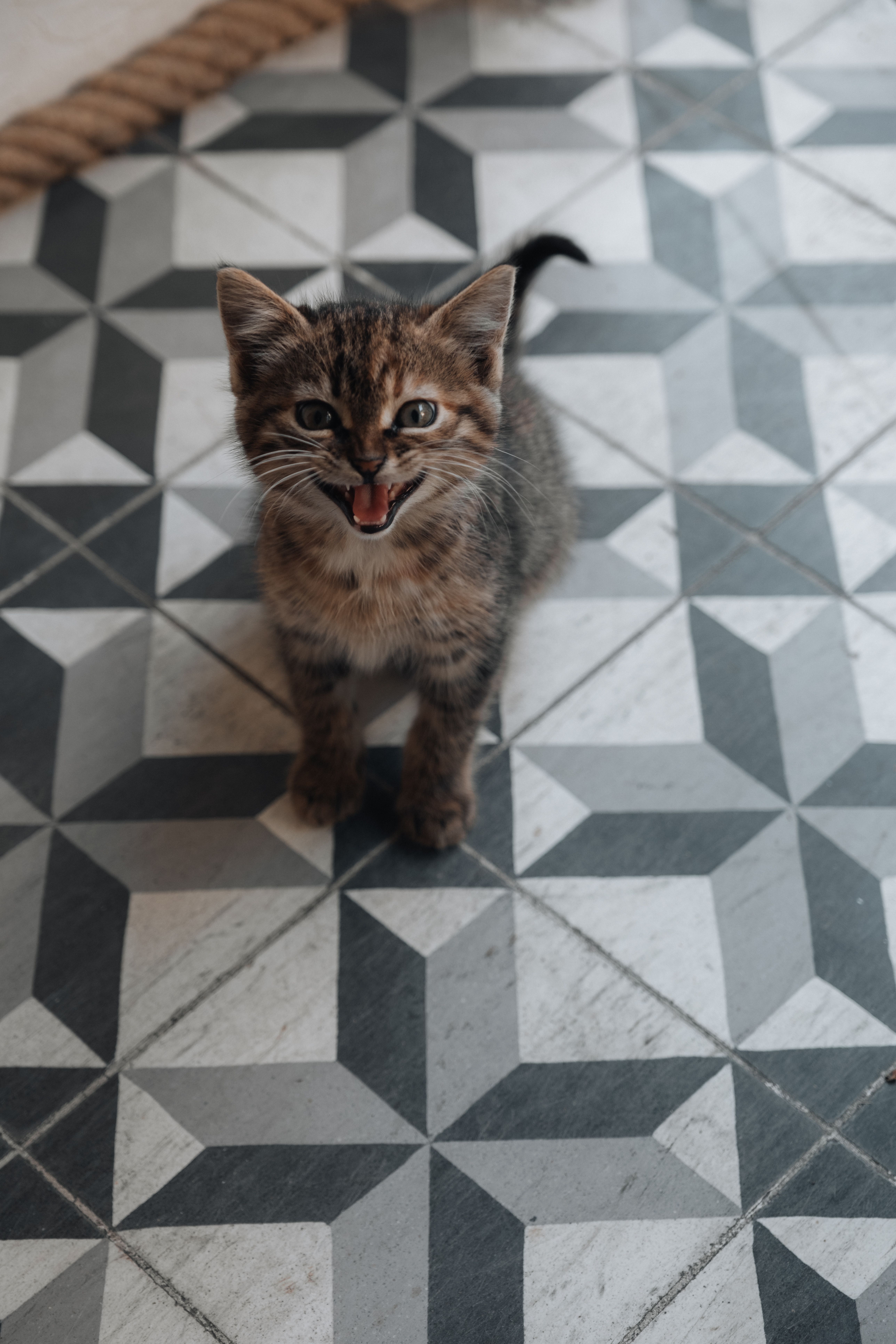 Gray Cat Sitting on Tiles · Free Stock Photo