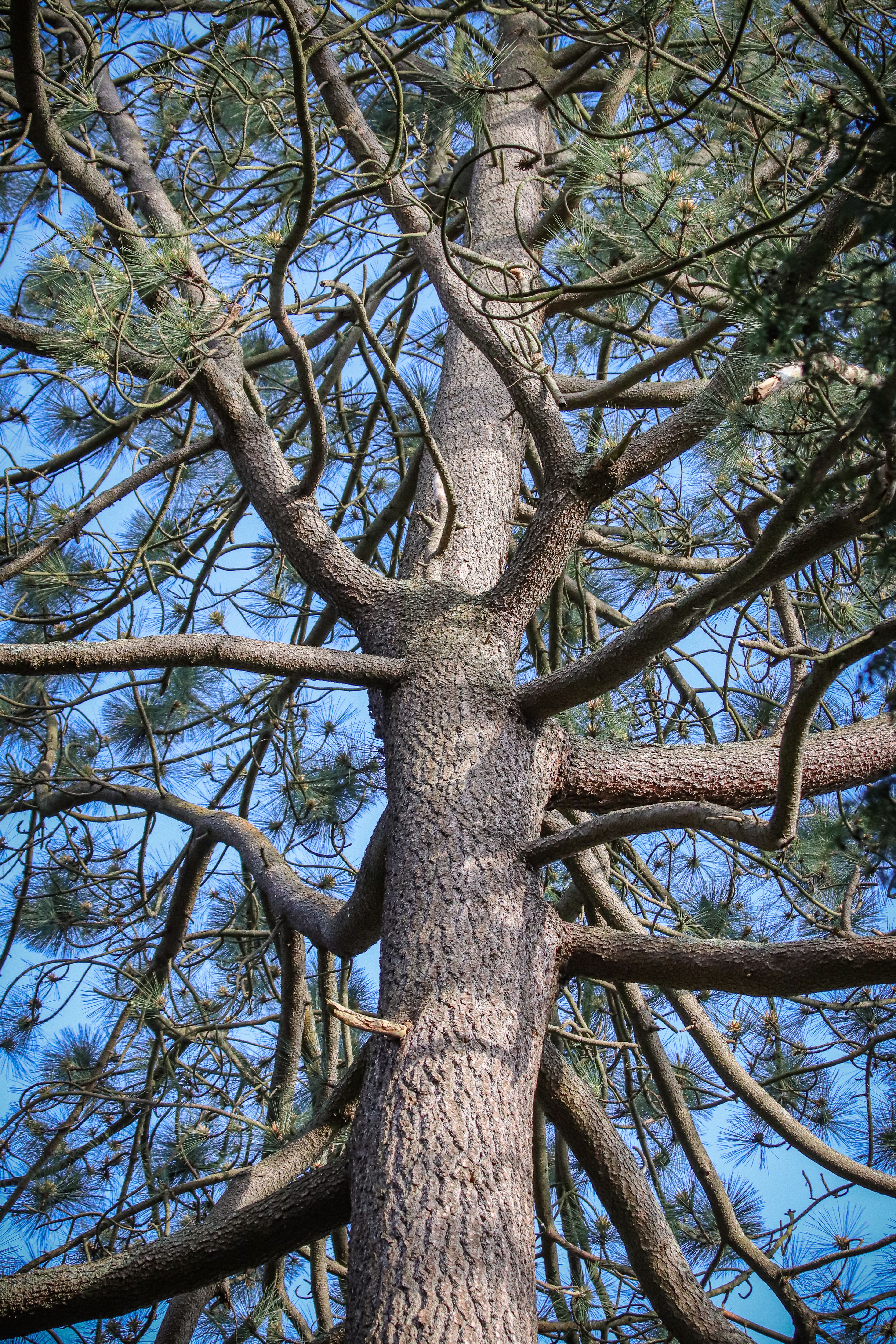 Bough of Conifer Tree · Free Stock Photo