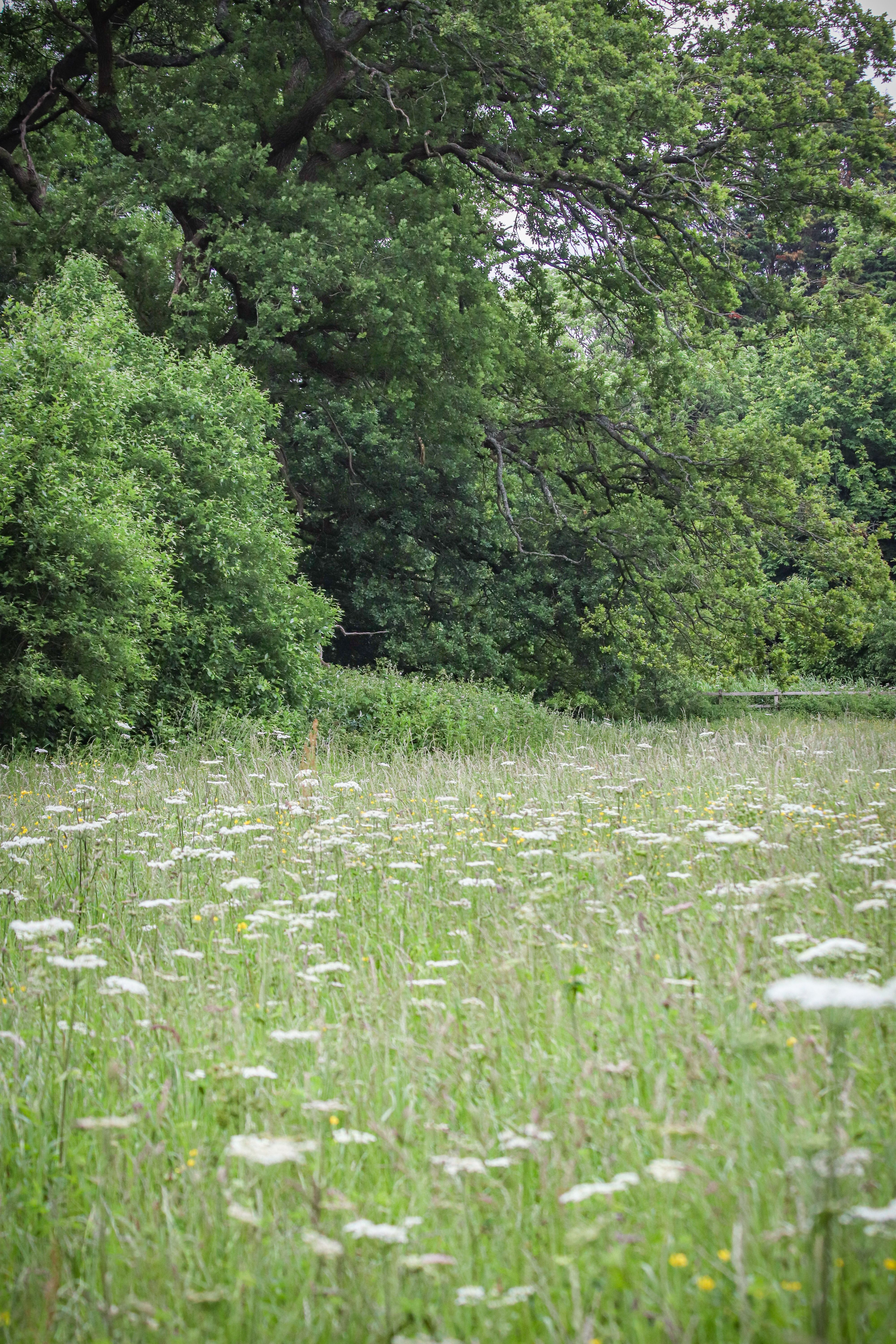 Meadow with White Wildflowers · Free Stock Photo