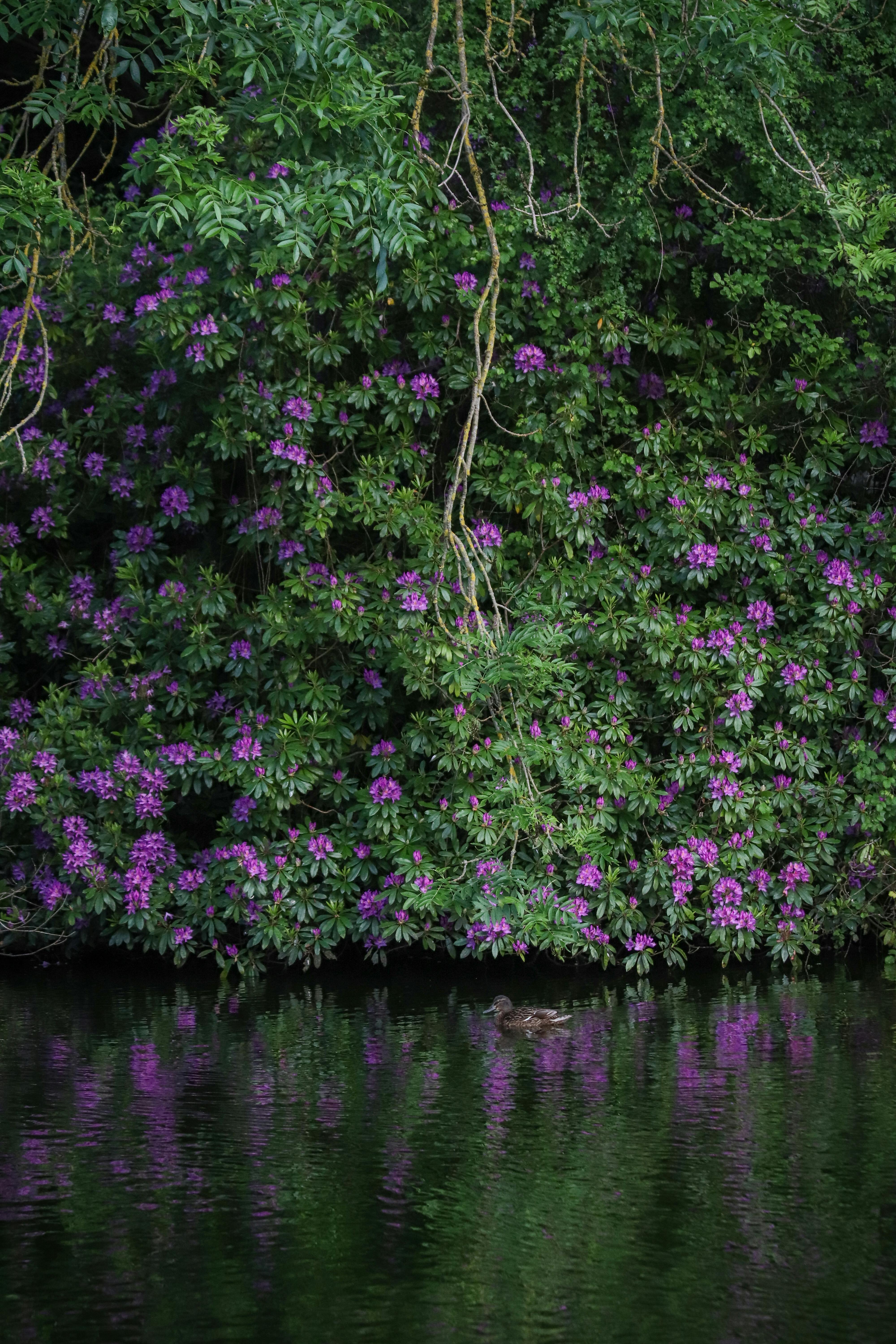 Duck Swimming by Flowering Shrub · Free Stock Photo