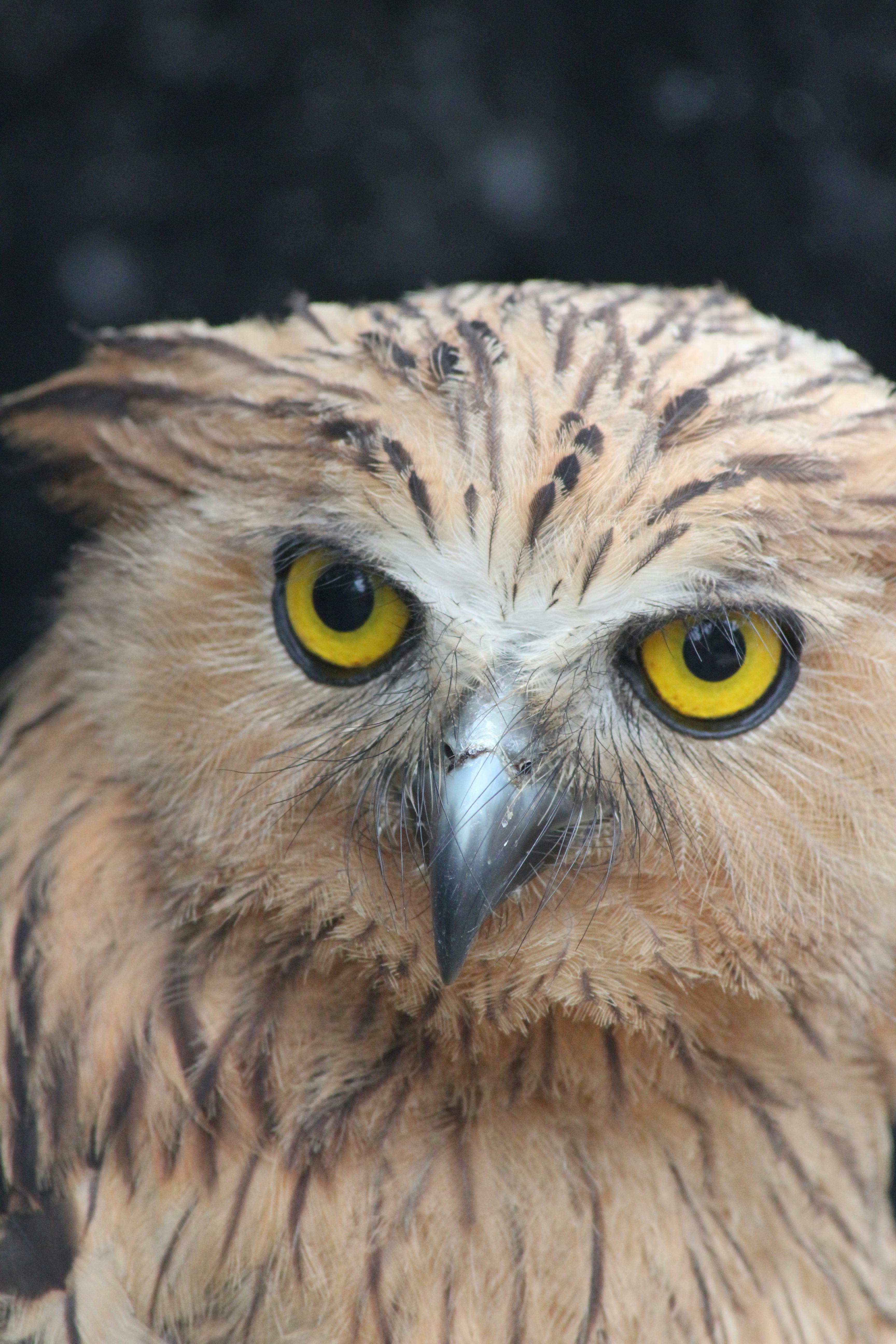 Buff Owl Photos, Download The BEST Free Buff Owl Stock Photos & HD Images