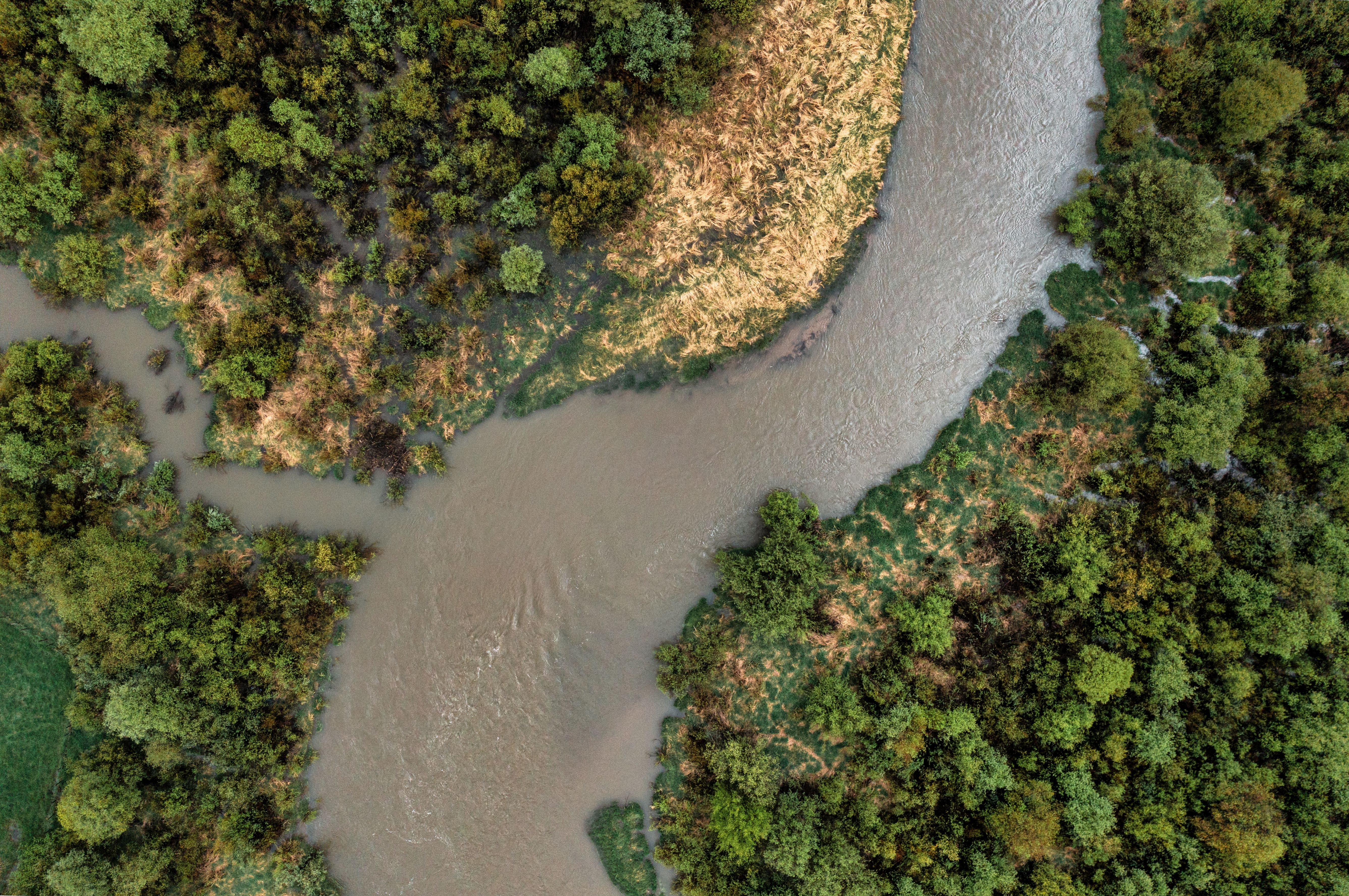 Creek Between Bushes and Trees · Free Stock Photo