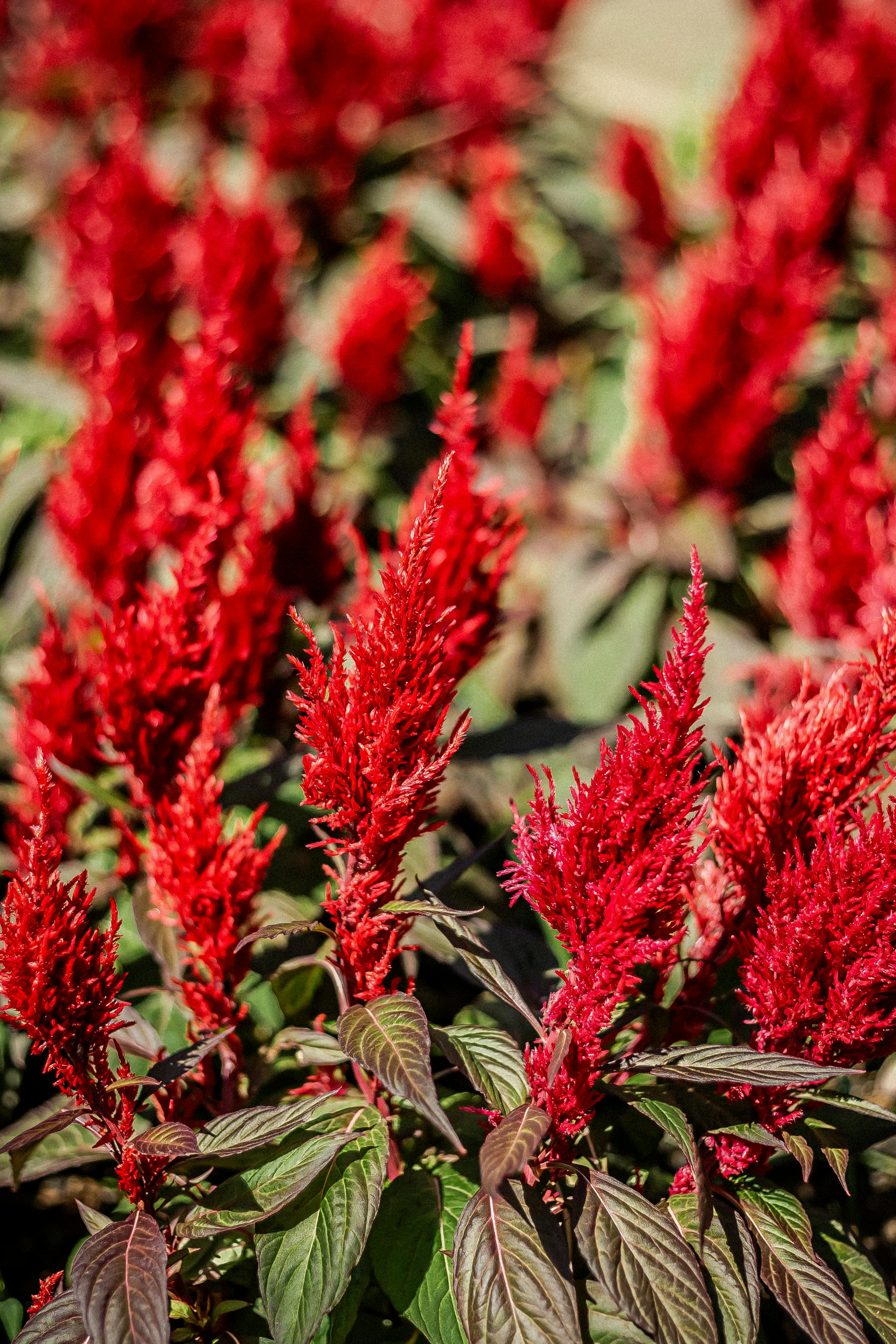 Celosia Flowers Photography · Free Stock Photo
