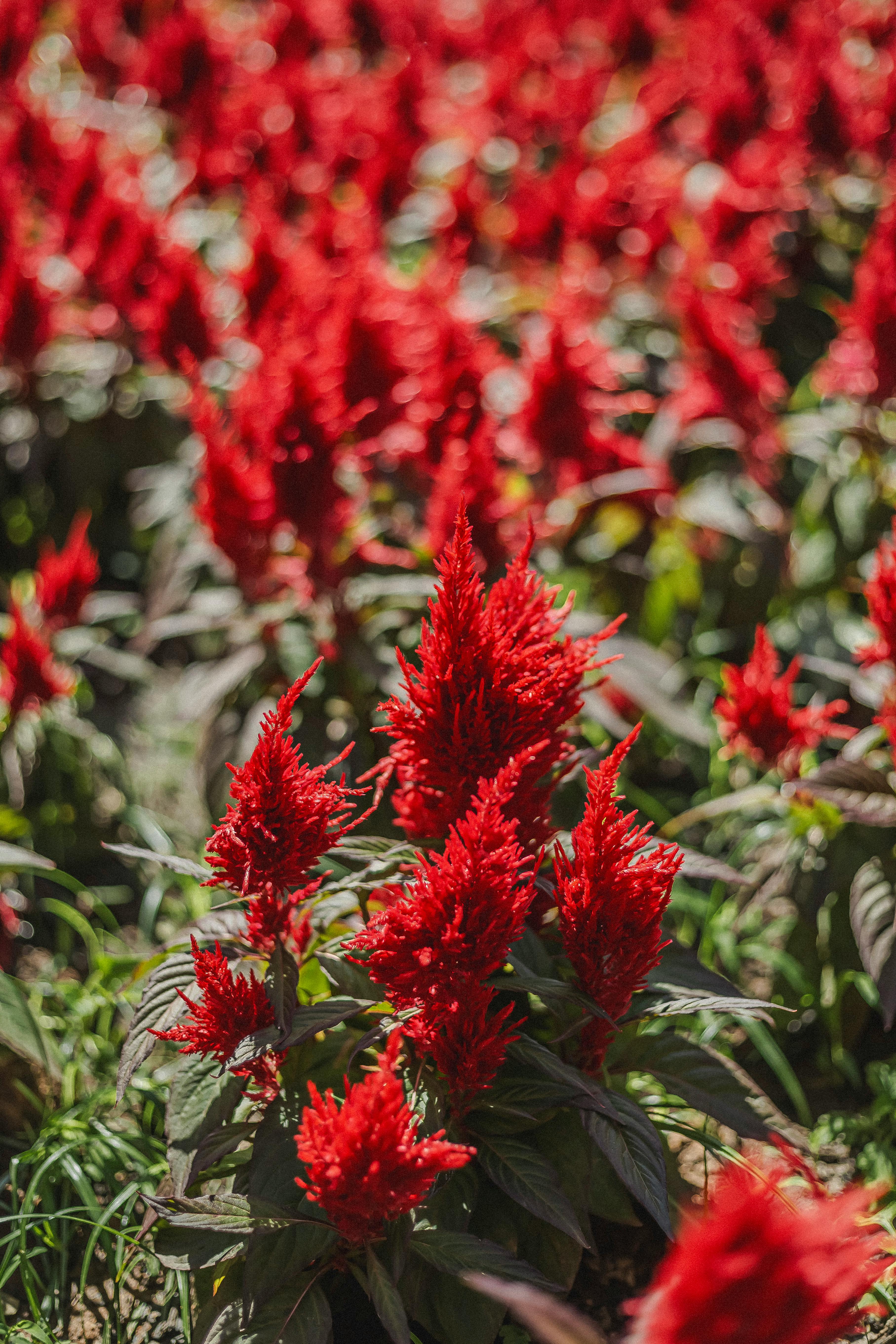 Close-up of Bright Red Cockscombs Flowers · Free Stock Photo