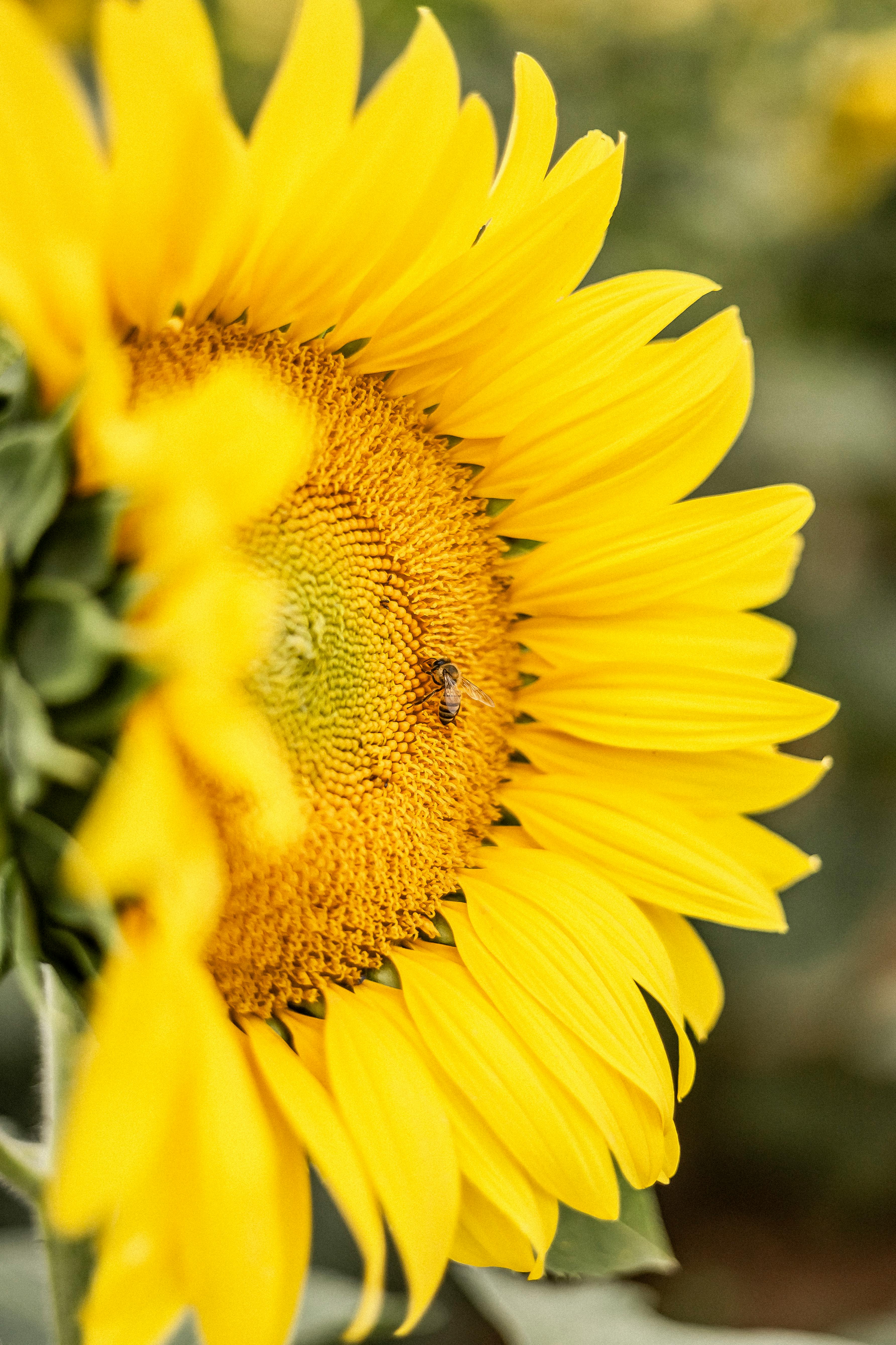 Chotta Bee Photos, Download The BEST Free Chotta Bee Stock Photos & HD ...