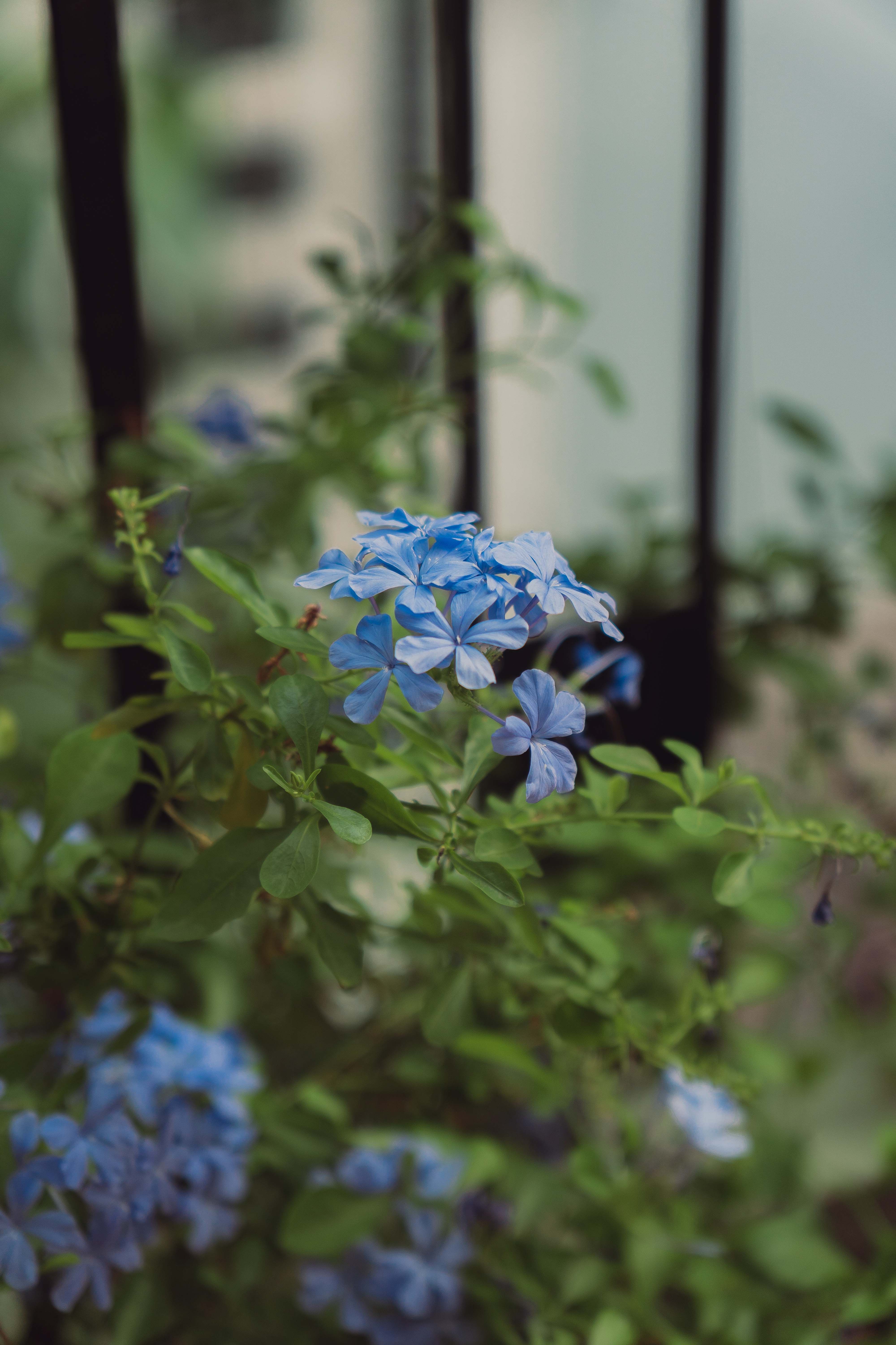 Shrub of Plumbago with Flowers · Free Stock Photo