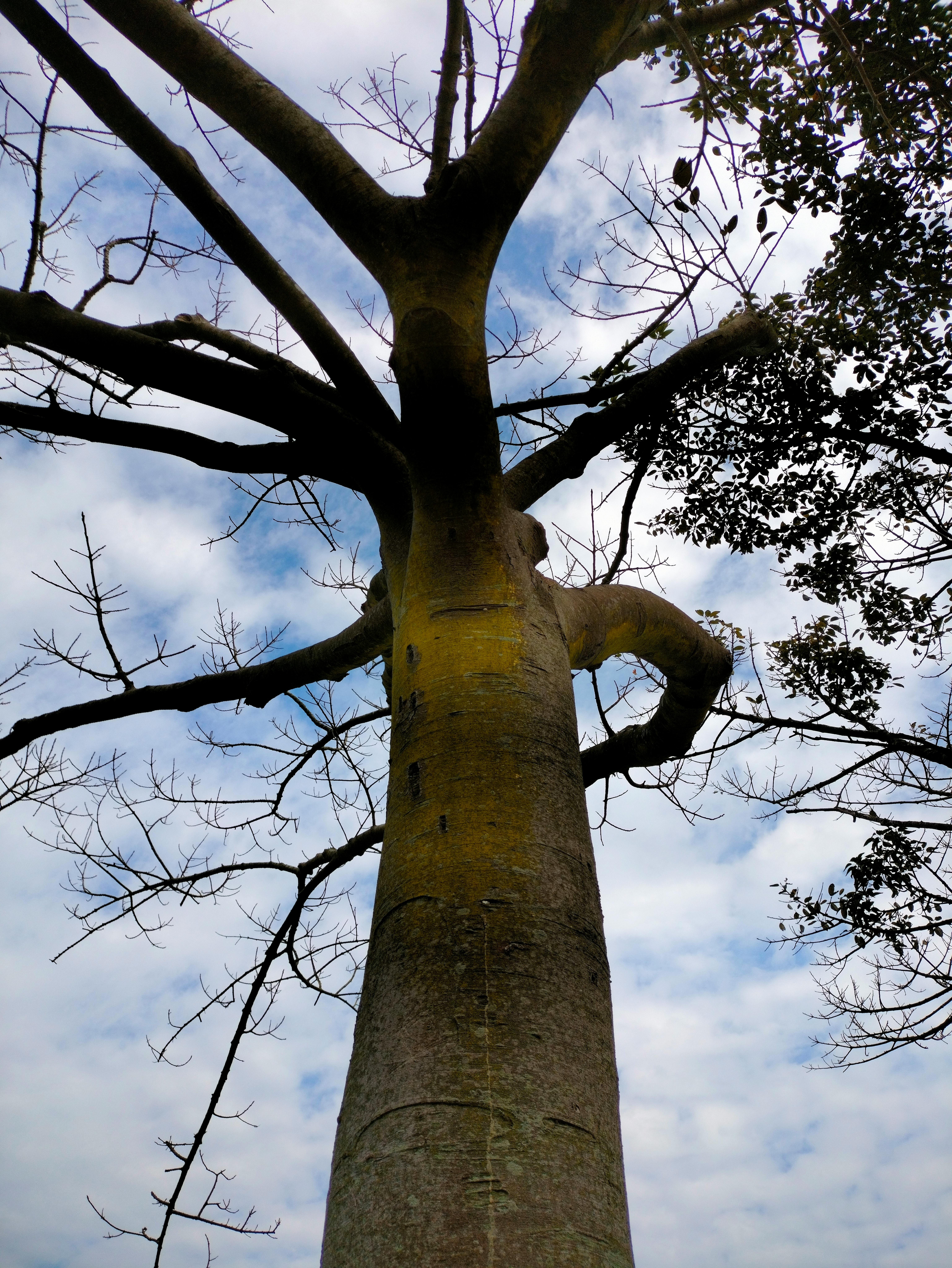Large Bare Tree · Free Stock Photo