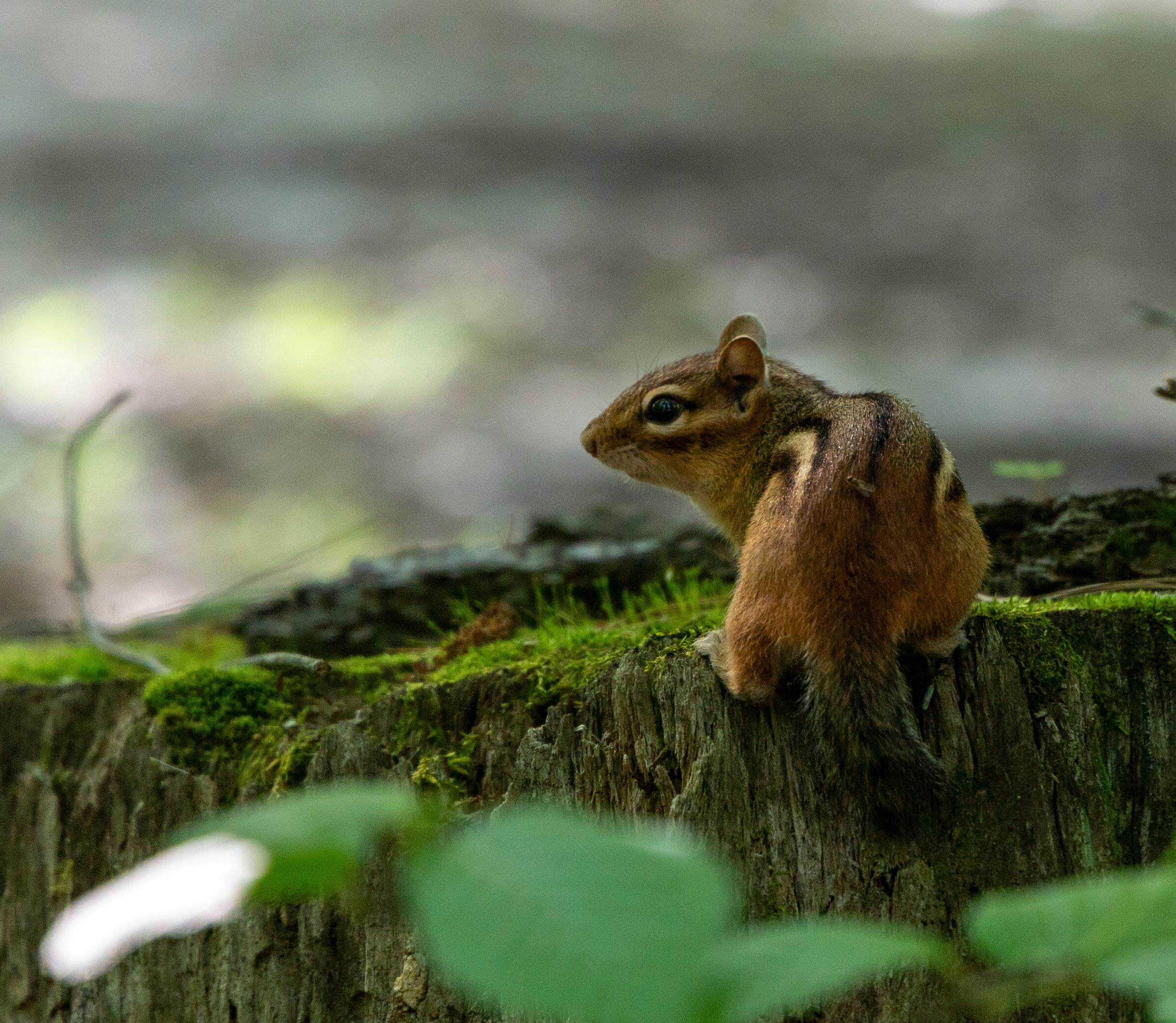 Eastern Chipmunk on Tree Trunk · Free Stock Photo