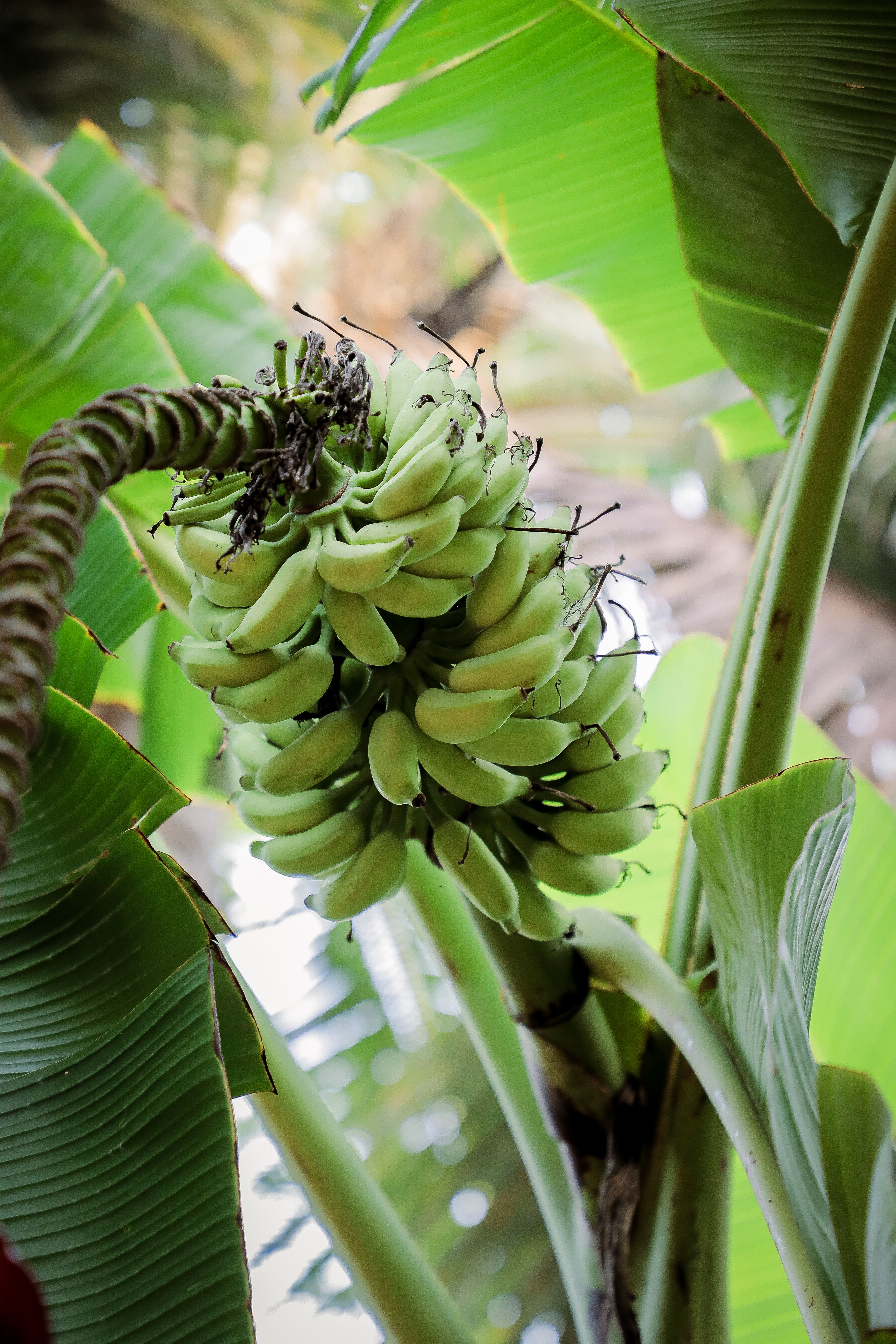 Close-up of Green Banana Fruit Cluster on Banana Plant · Free Stock Photo