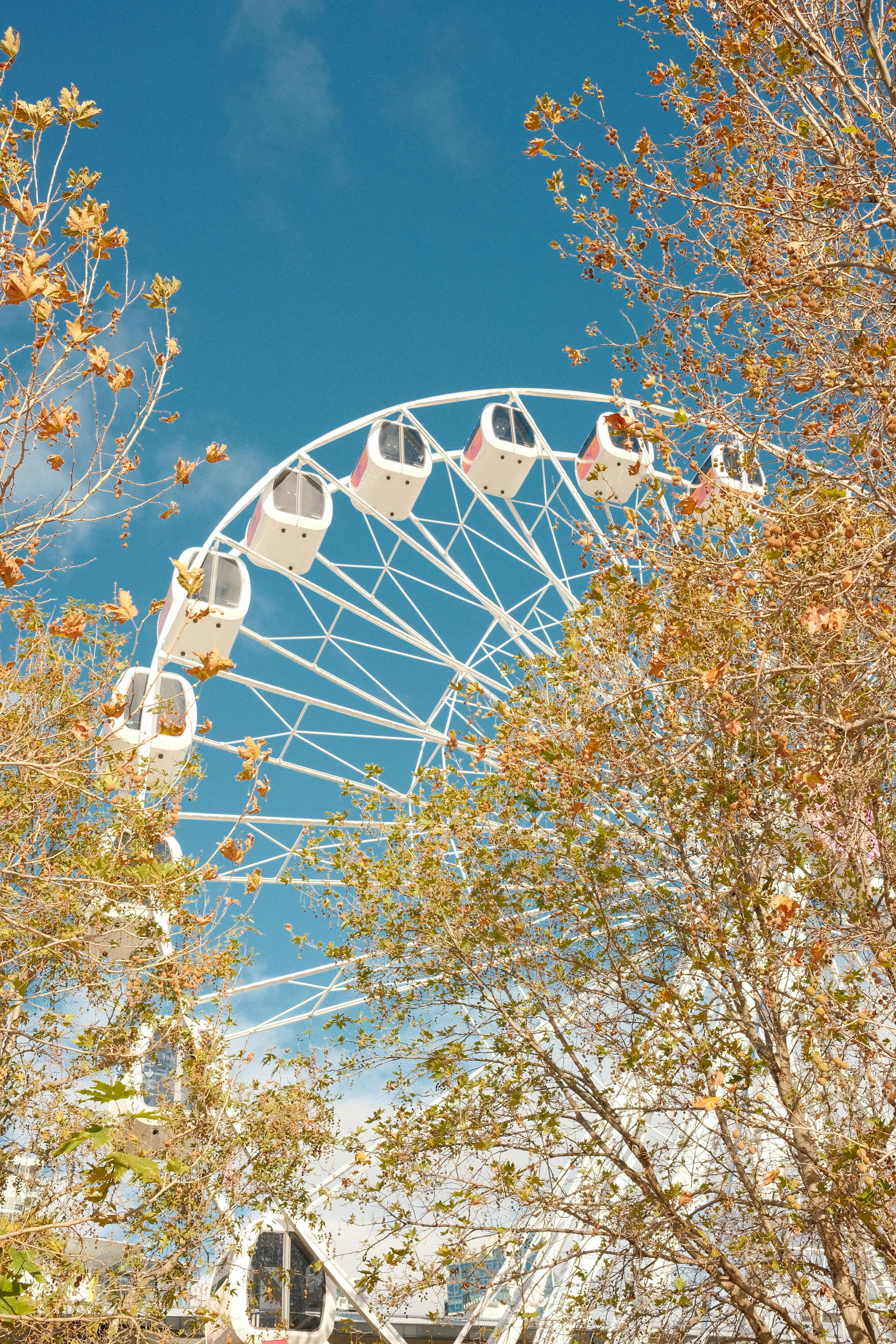 Ferris Wheel behind Trees · Free Stock Photo