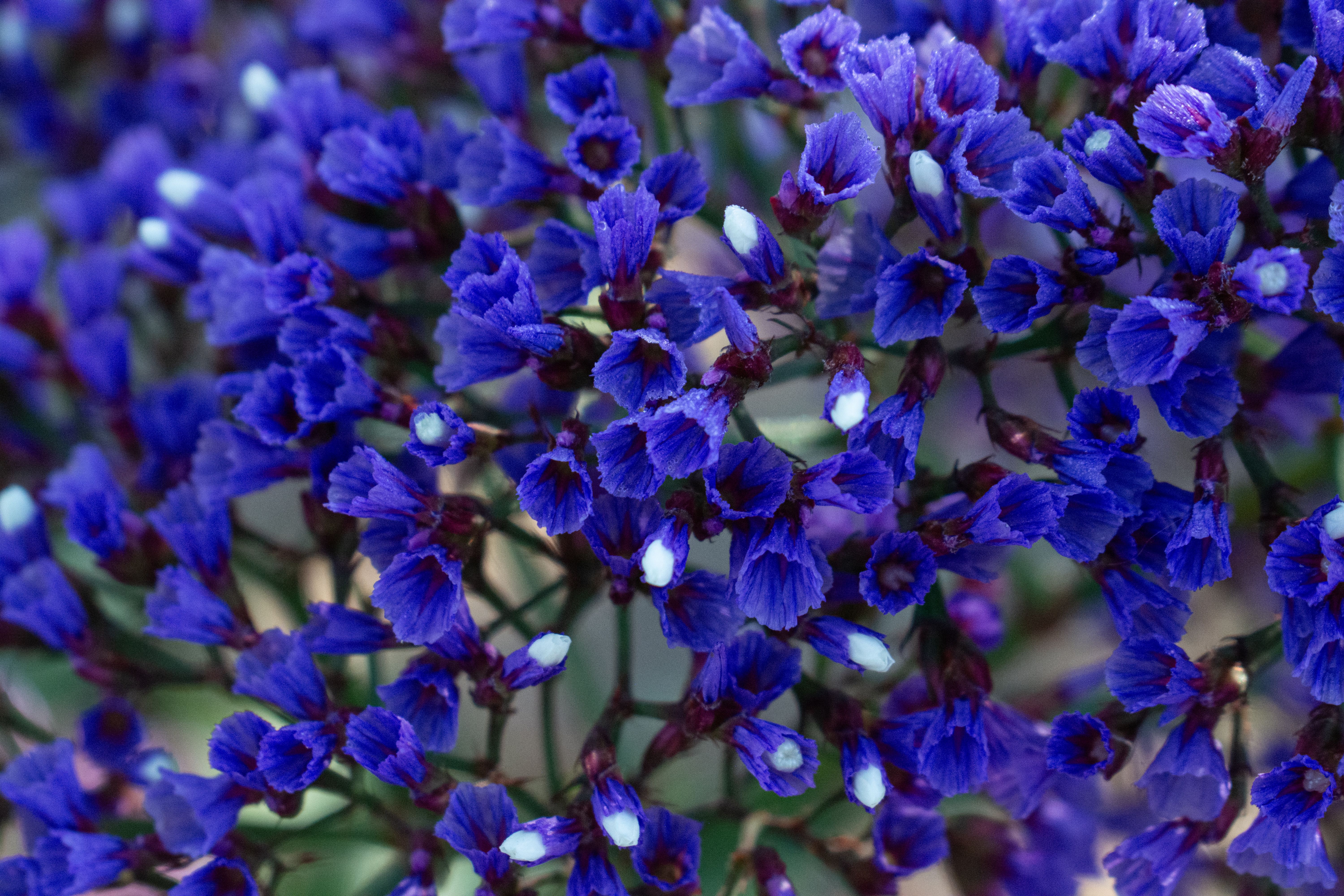 Blue Flowers in Nature · Free Stock Photo