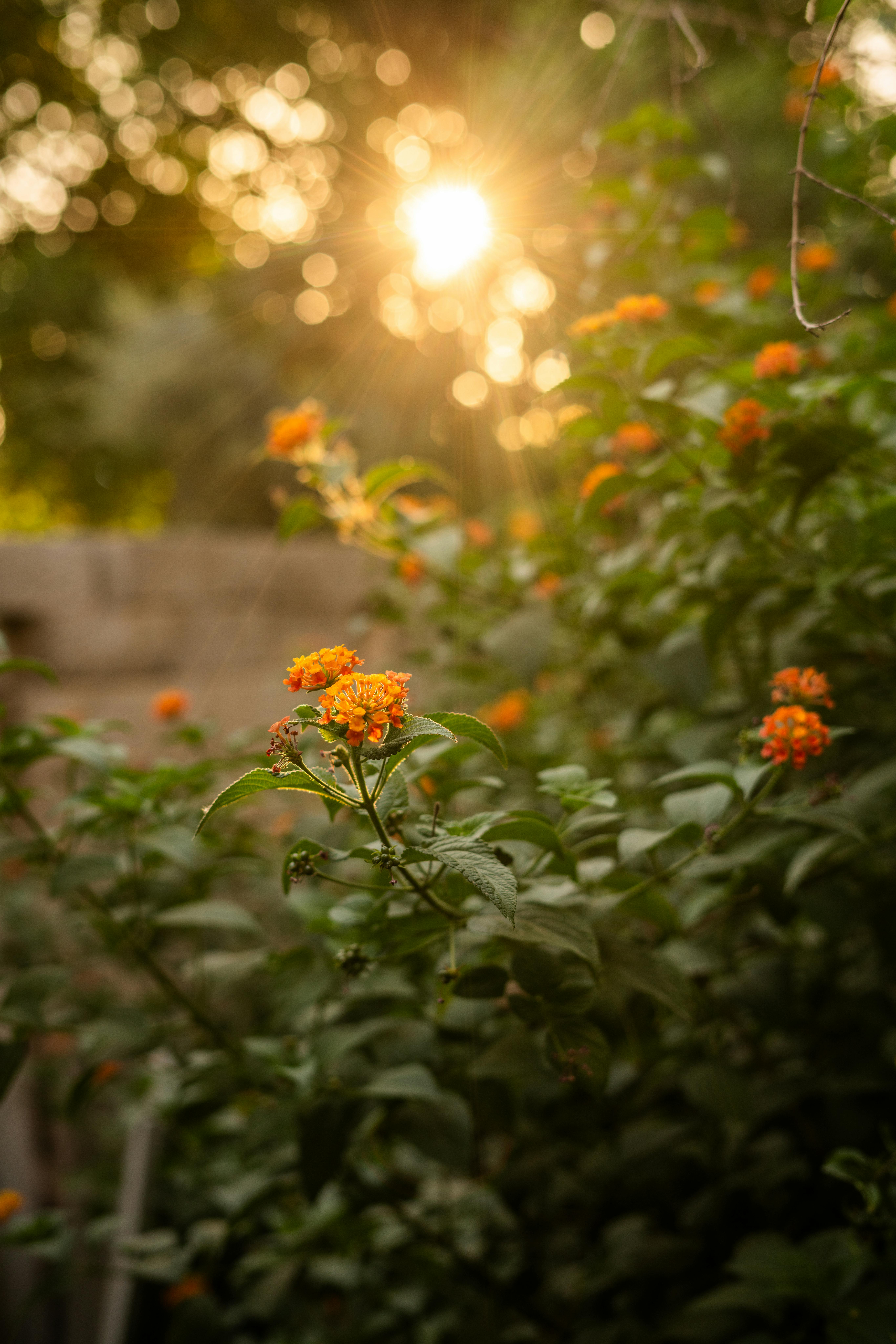 Flowering Shrub in Evening Sunlit · Free Stock Photo