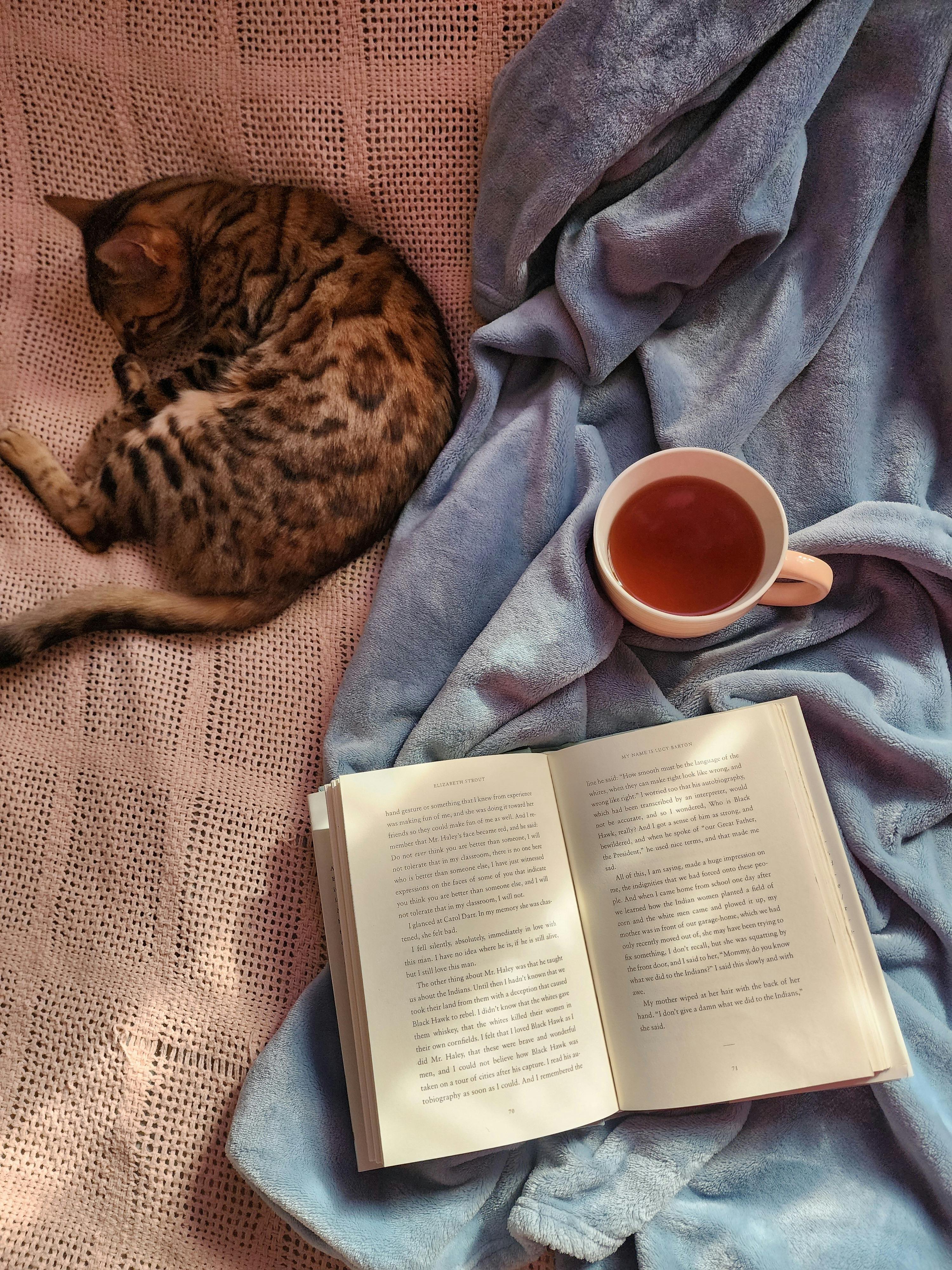 Cat, Open Book and Cup of Tea on Bed · Free Stock Photo