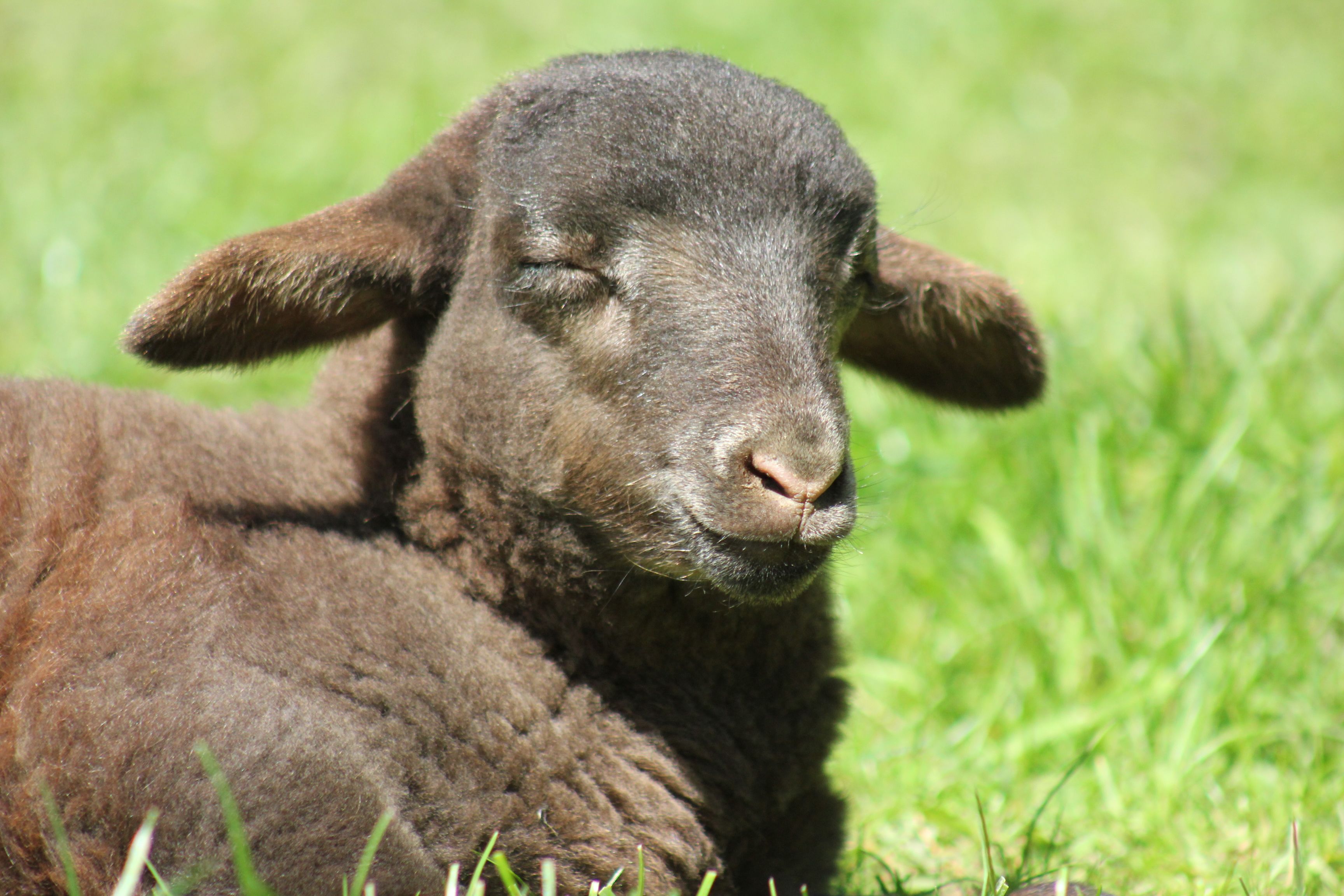 Black Lamb Lying Down · Free Stock Photo