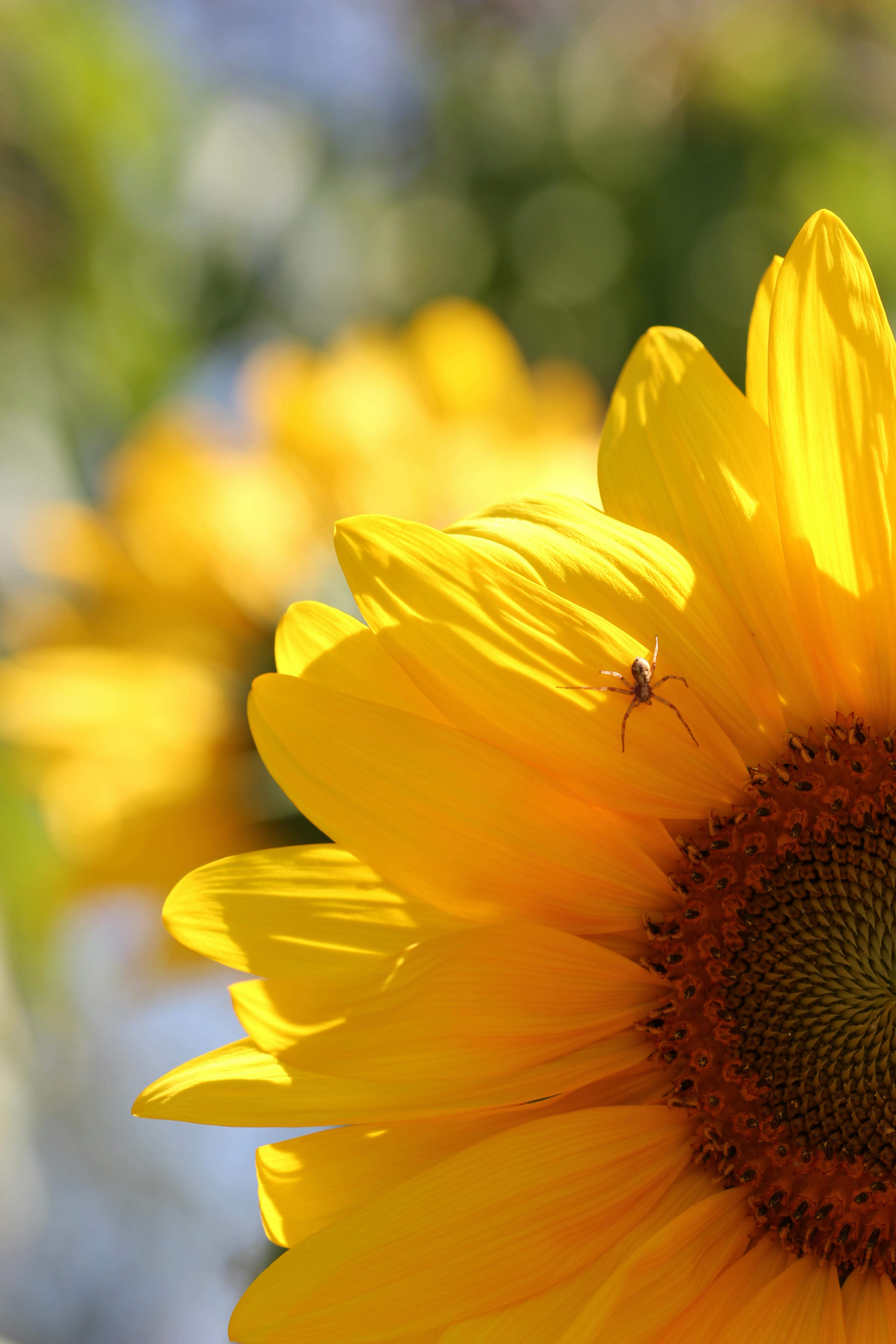 Plant. Photos, Download The BEST Free Plant. Stock Photos & HD Images