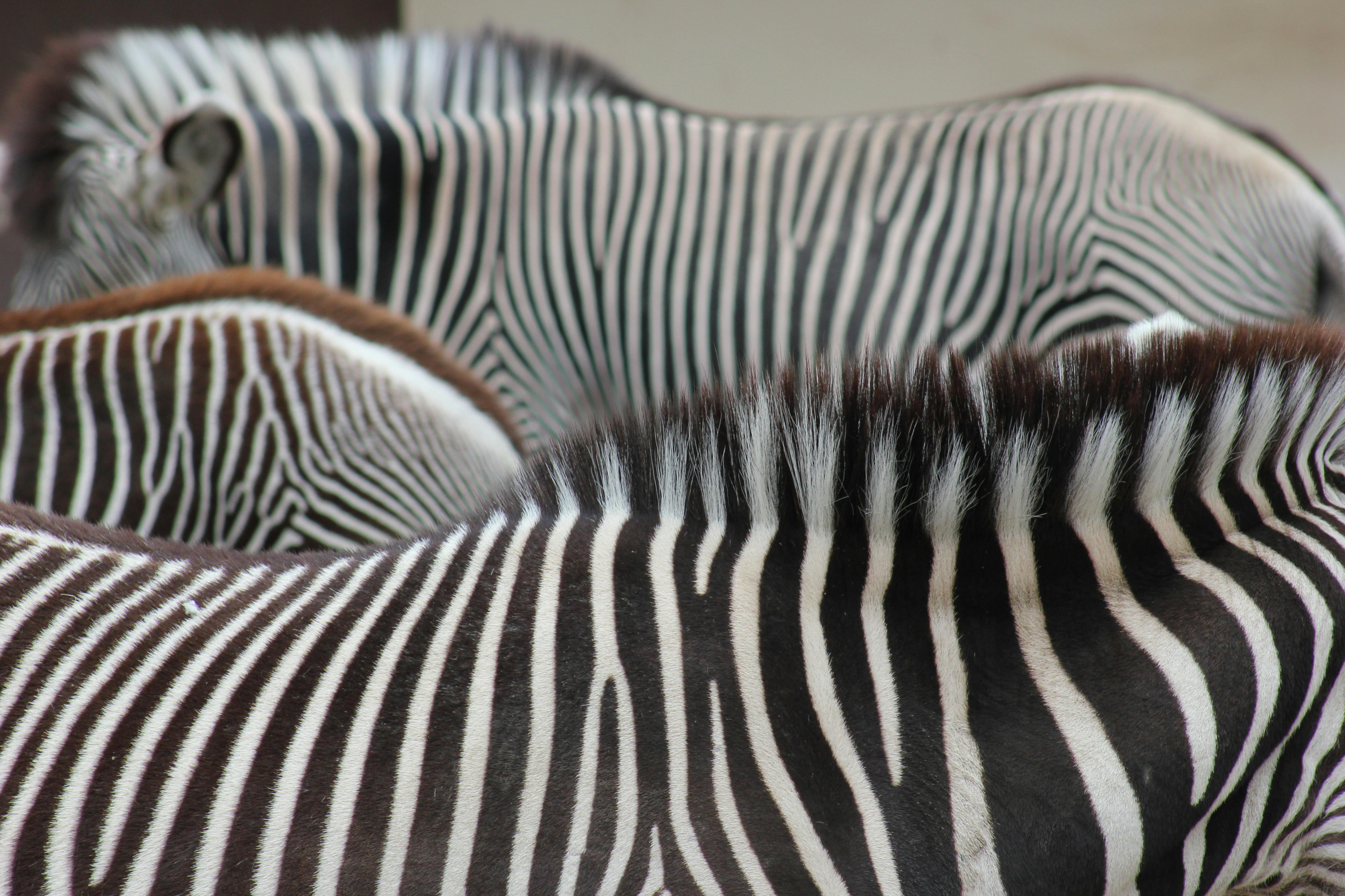 Zebra Fur Texture Photos, Download The BEST Free Zebra Fur Texture ...