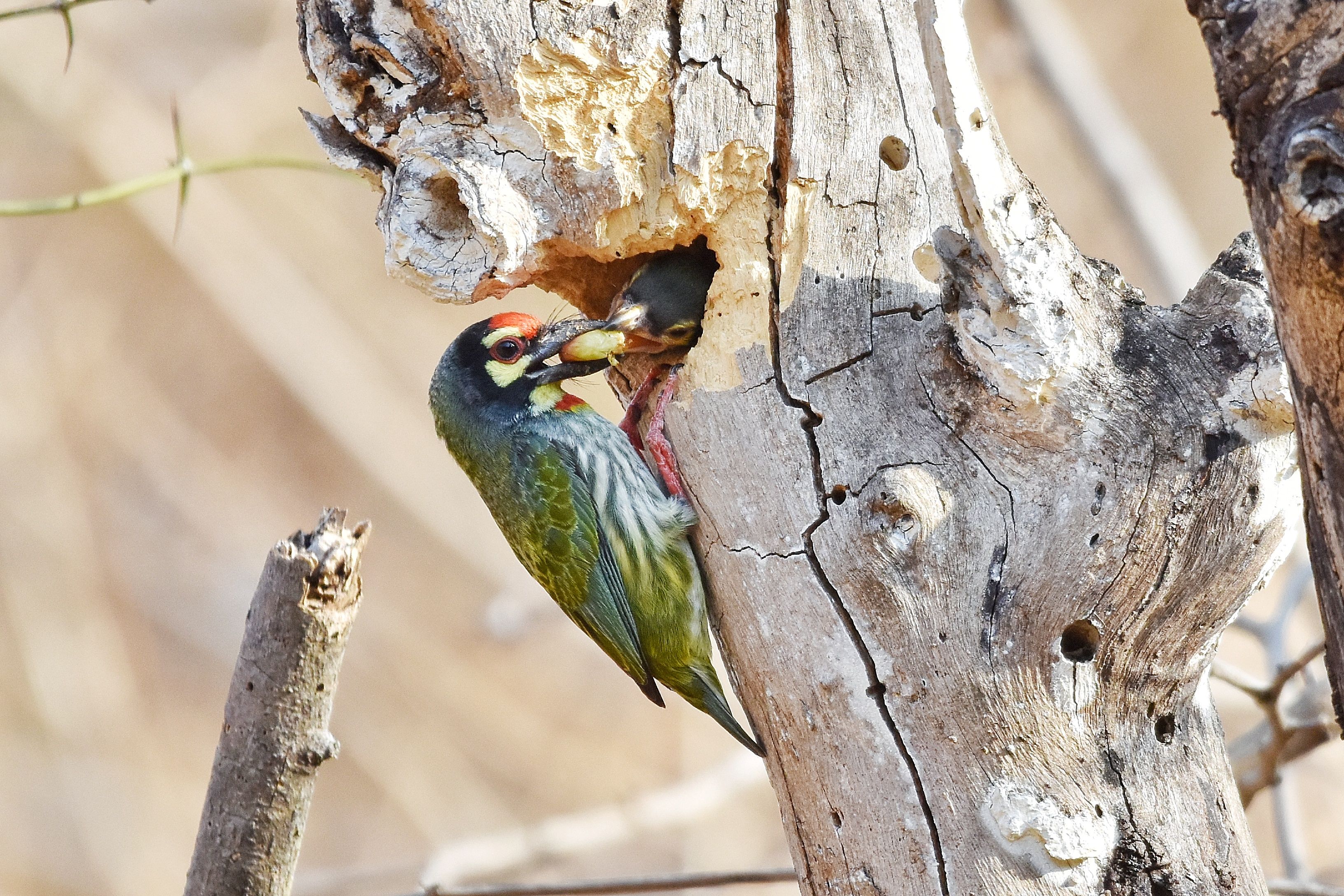 A bird is sitting on a tree branch · Free Stock Photo