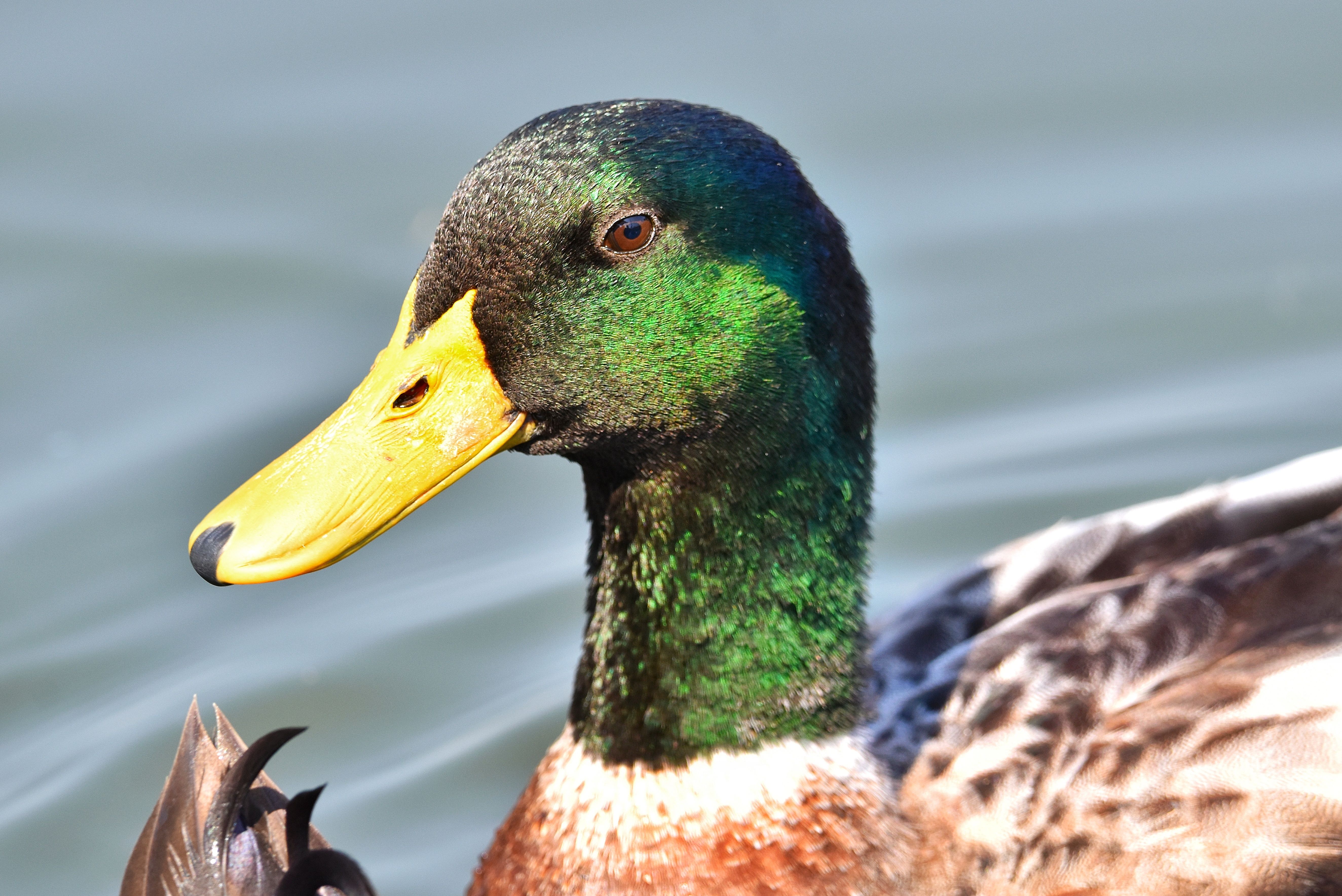 A duck with a green beak is swimming in the water · Free Stock Photo