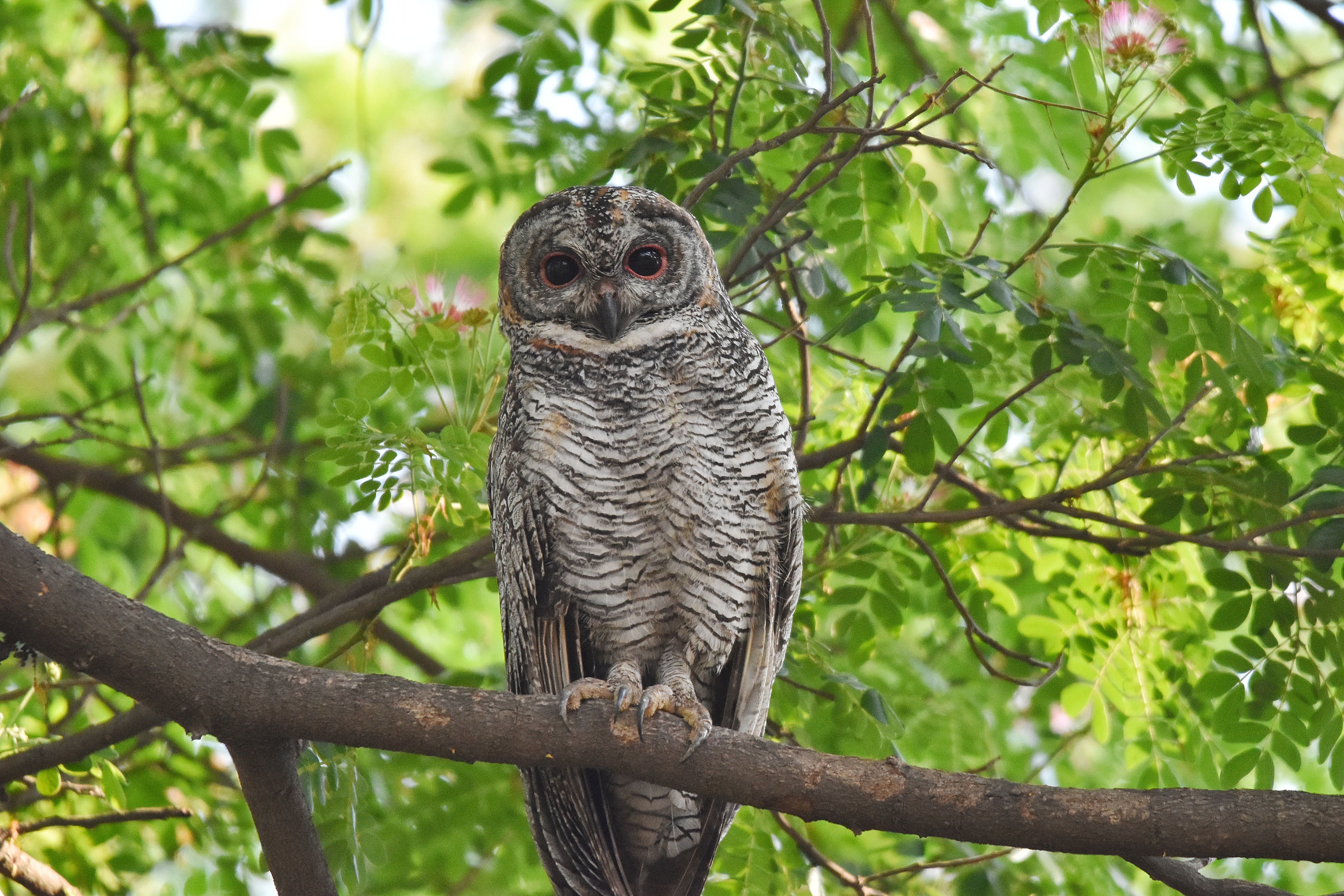 Mottled Wood Owl on Branch · Free Stock Photo