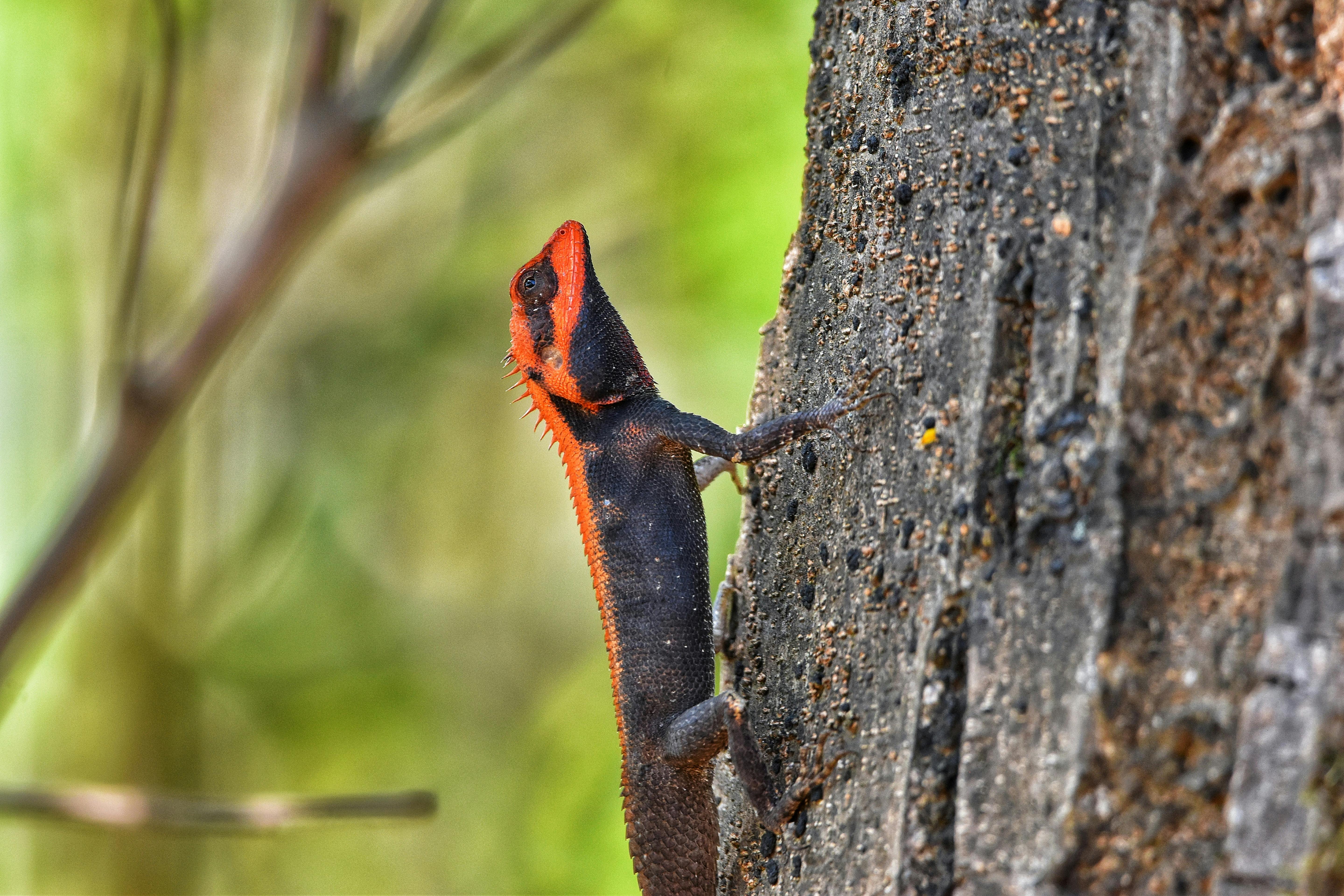 Green and Lime Bird on Gray Wood Log · Free Stock Photo