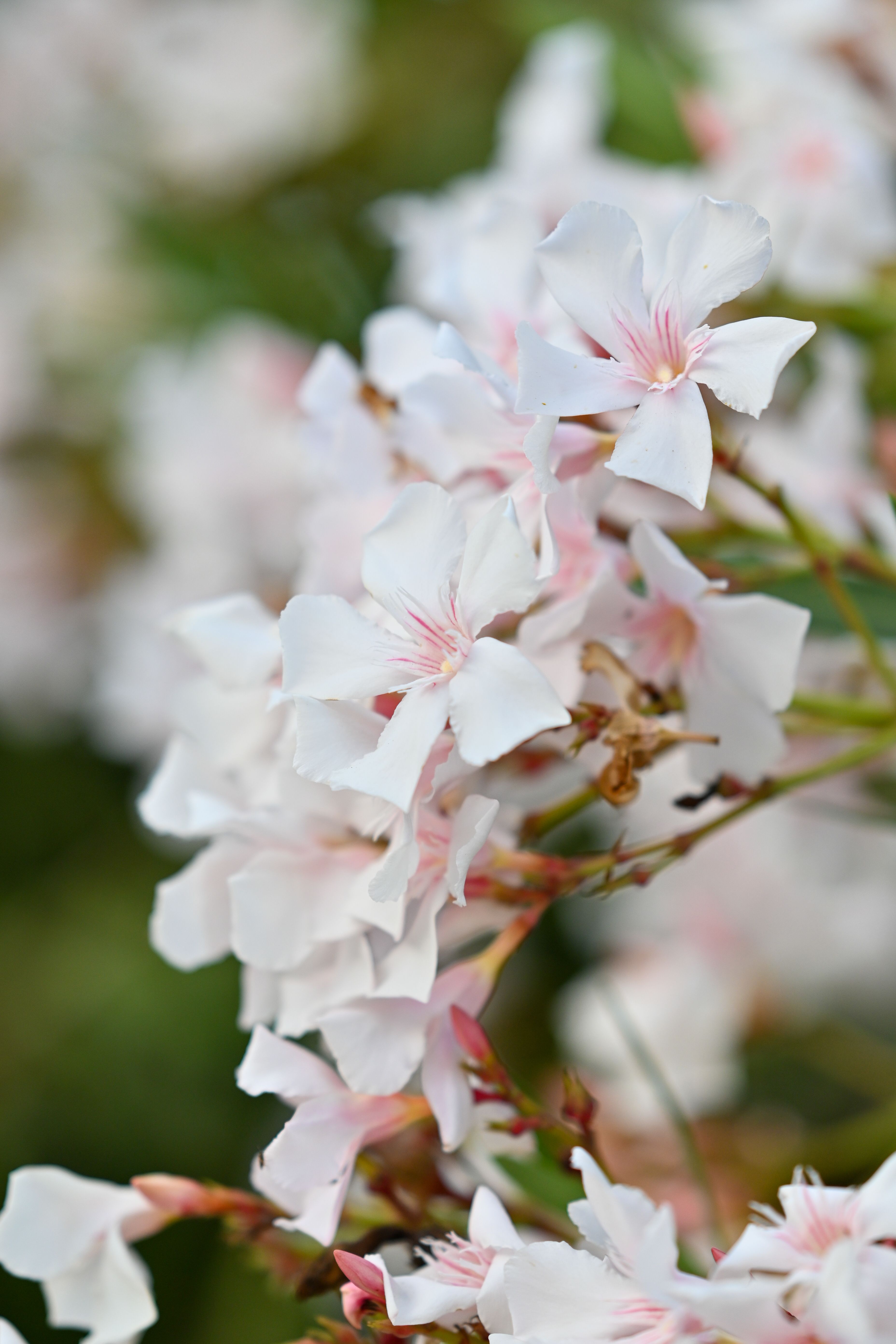 Close-up of White Flowers · Free Stock Photo