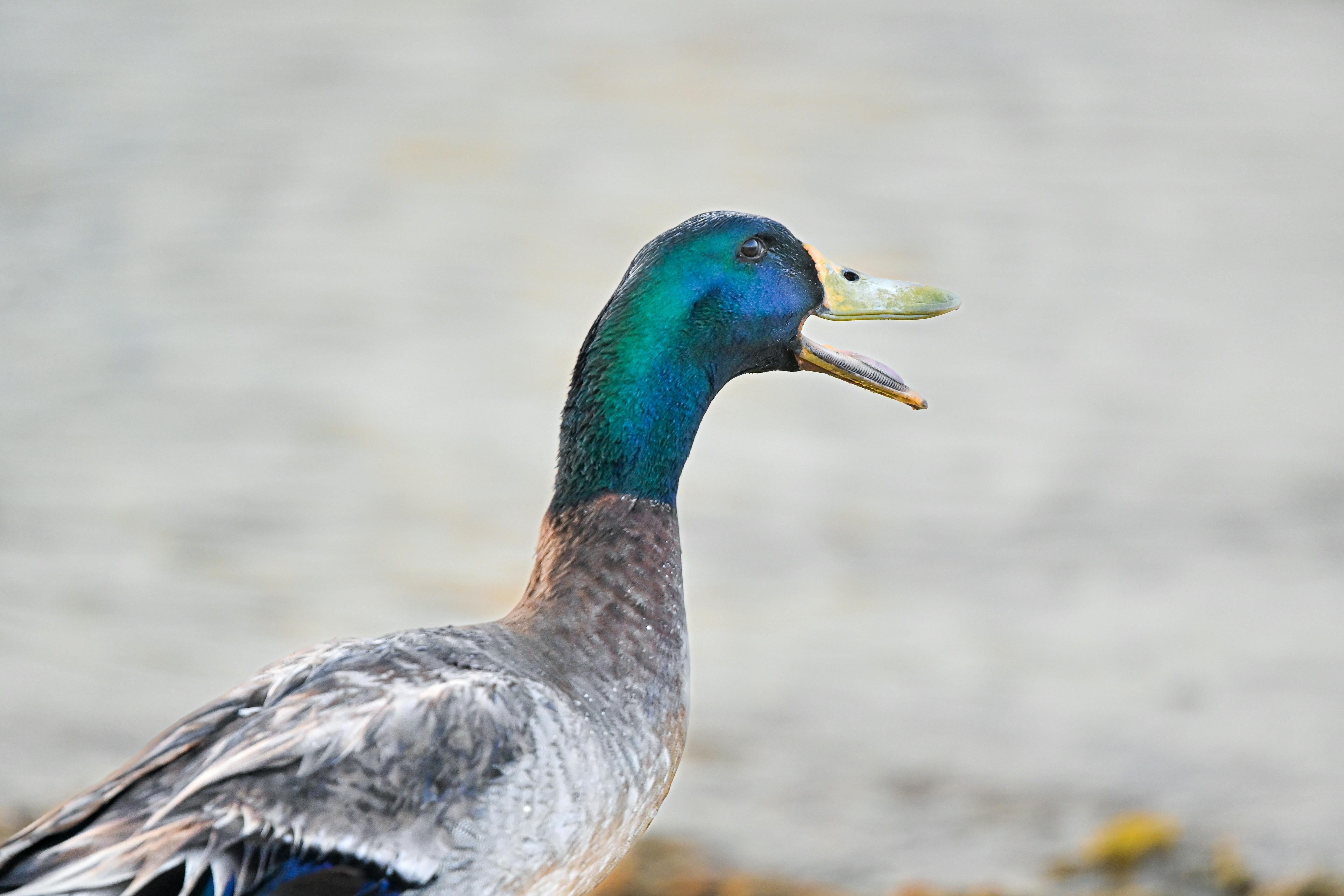 duck talking · Free Stock Photo