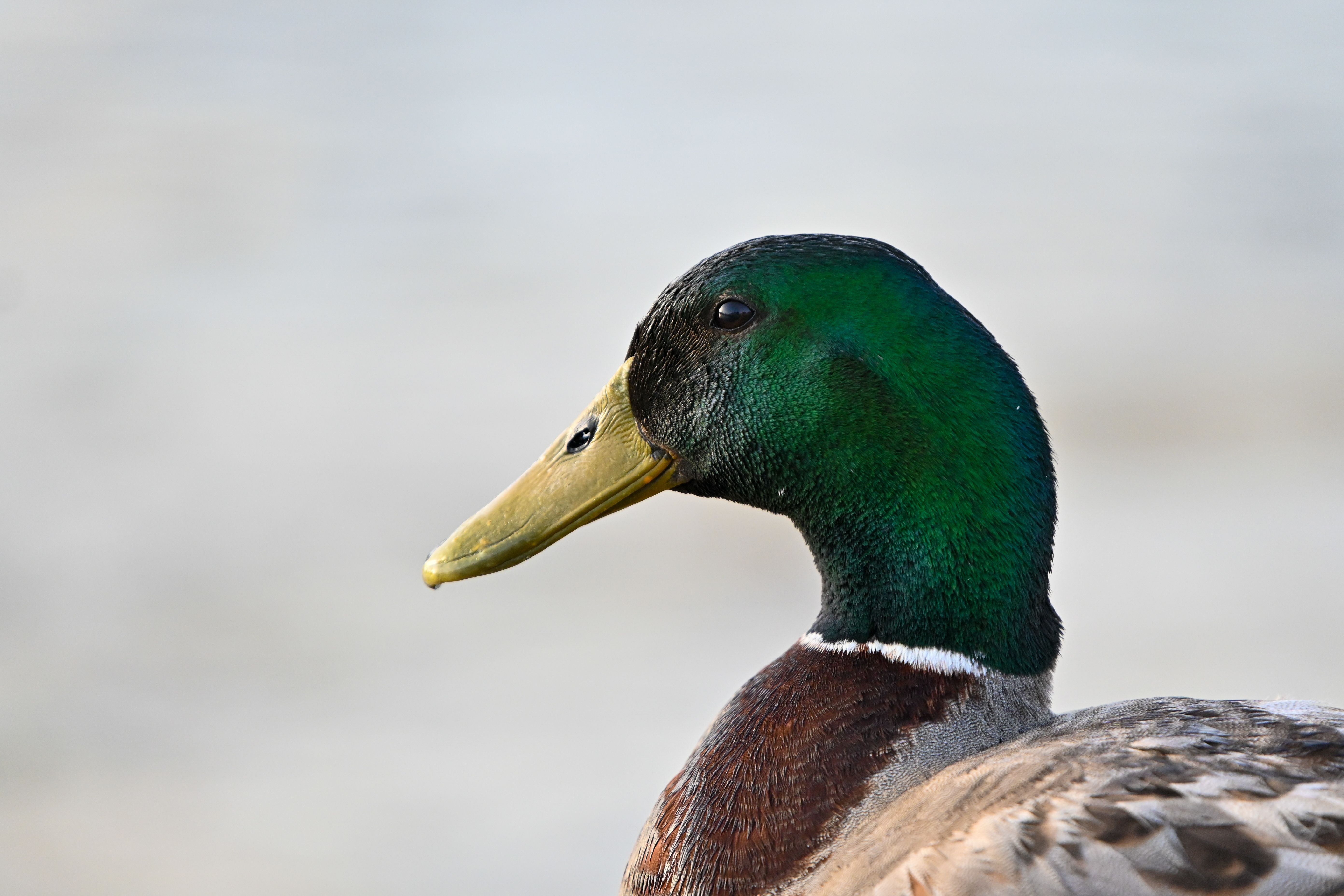 Close up duck head · Free Stock Photo