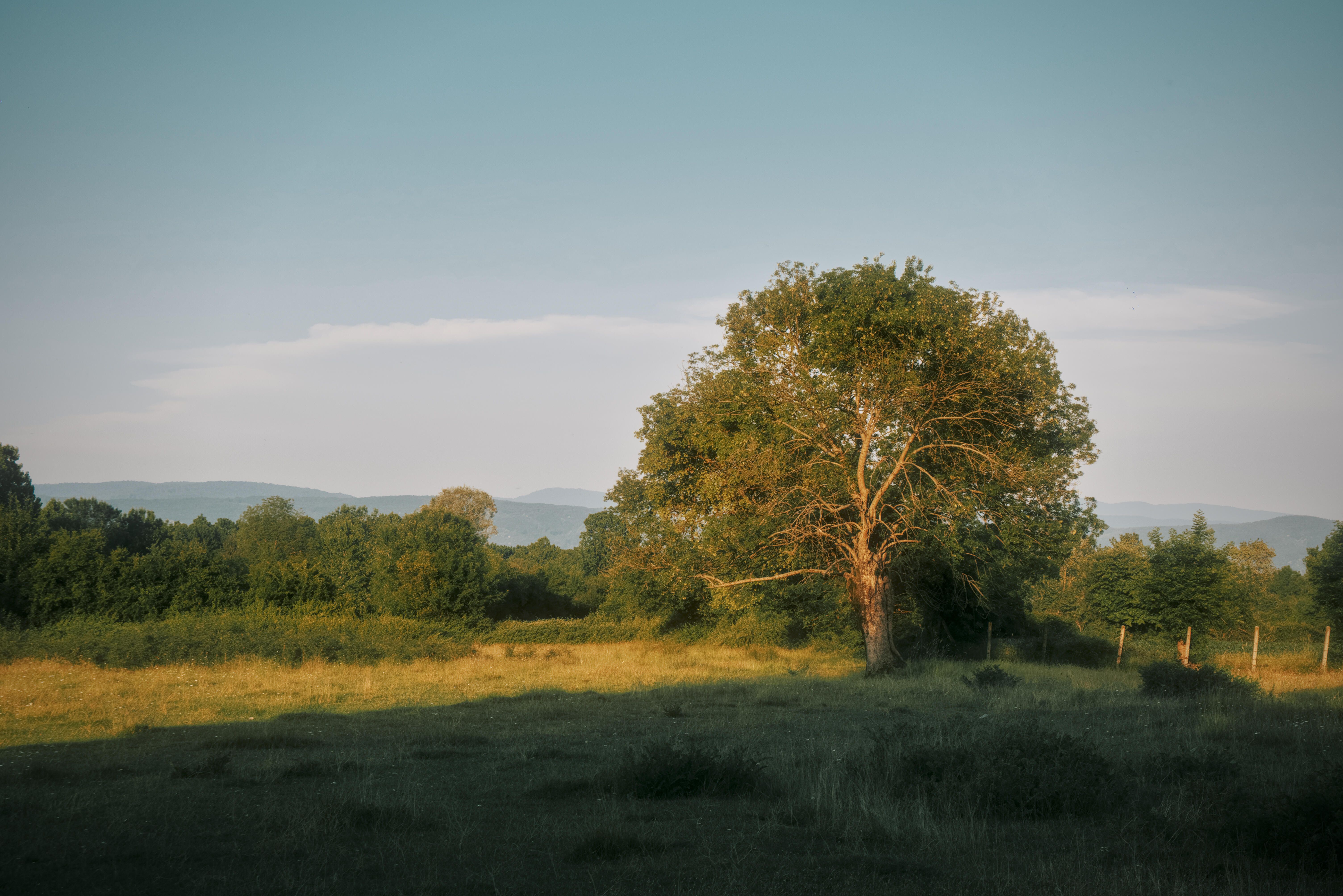 Grassy Meadow in Early Autumn · Free Stock Photo