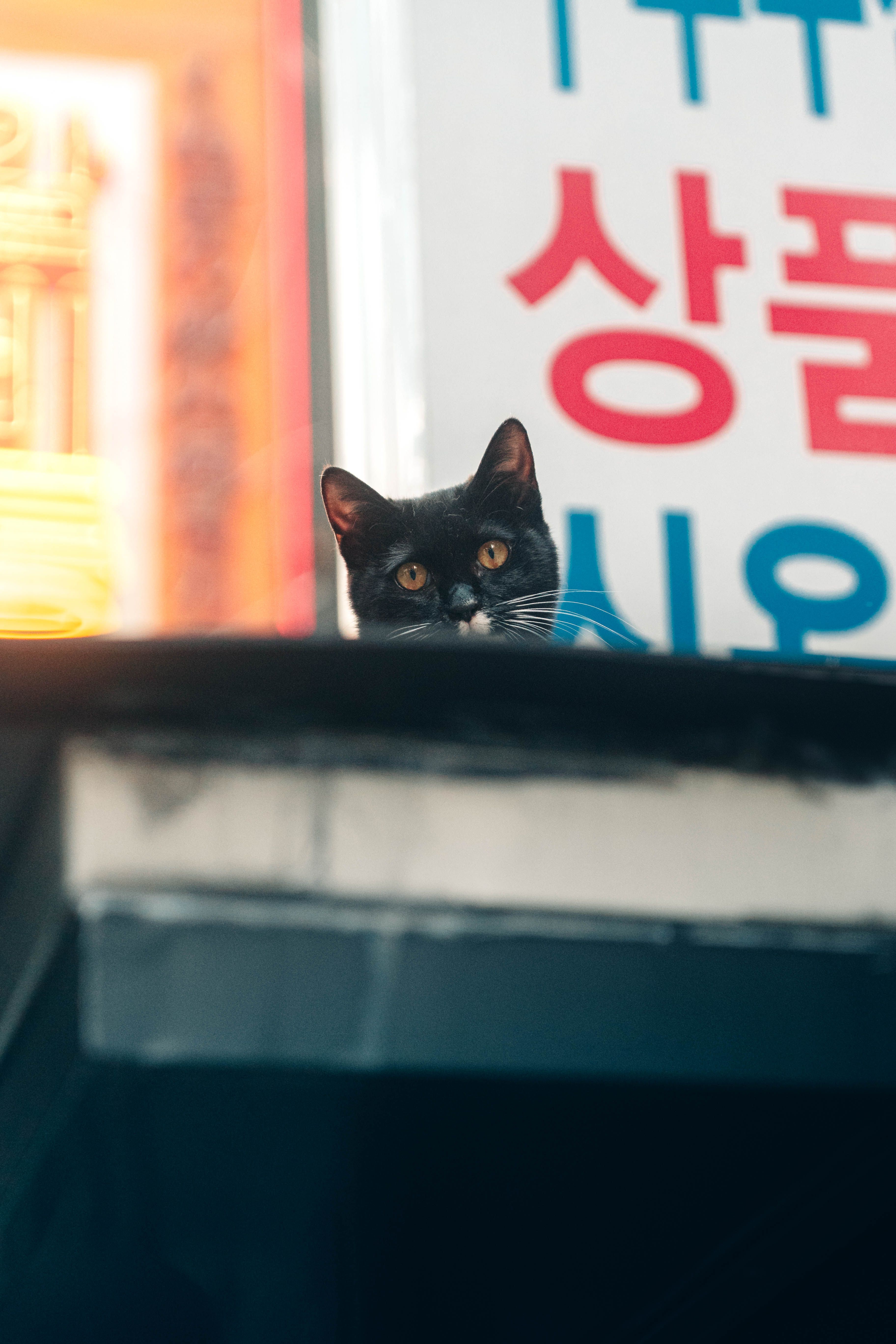 Kitten on a Rooftop · Free Stock Photo