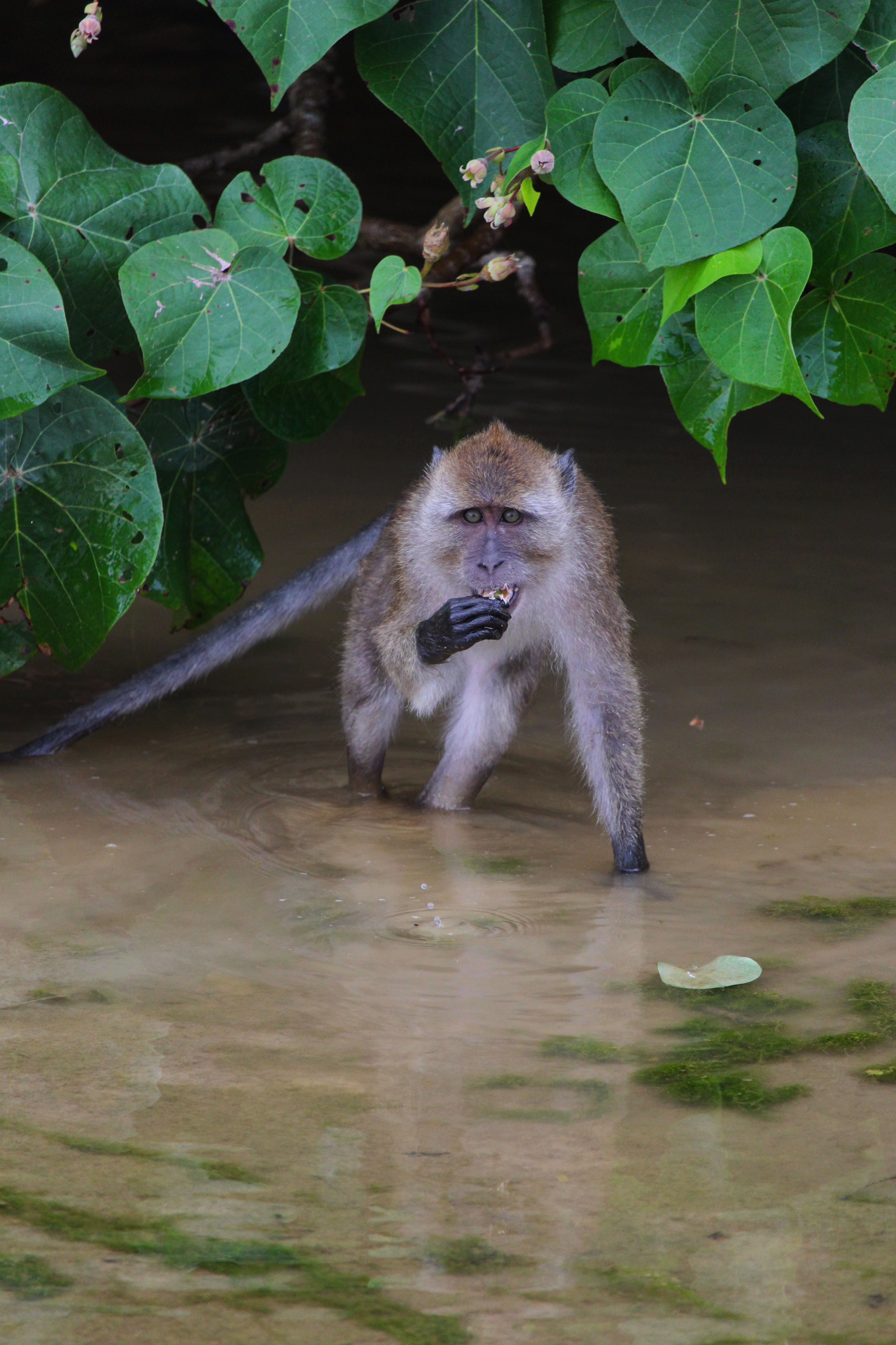 Macaque in Pond · Free Stock Photo