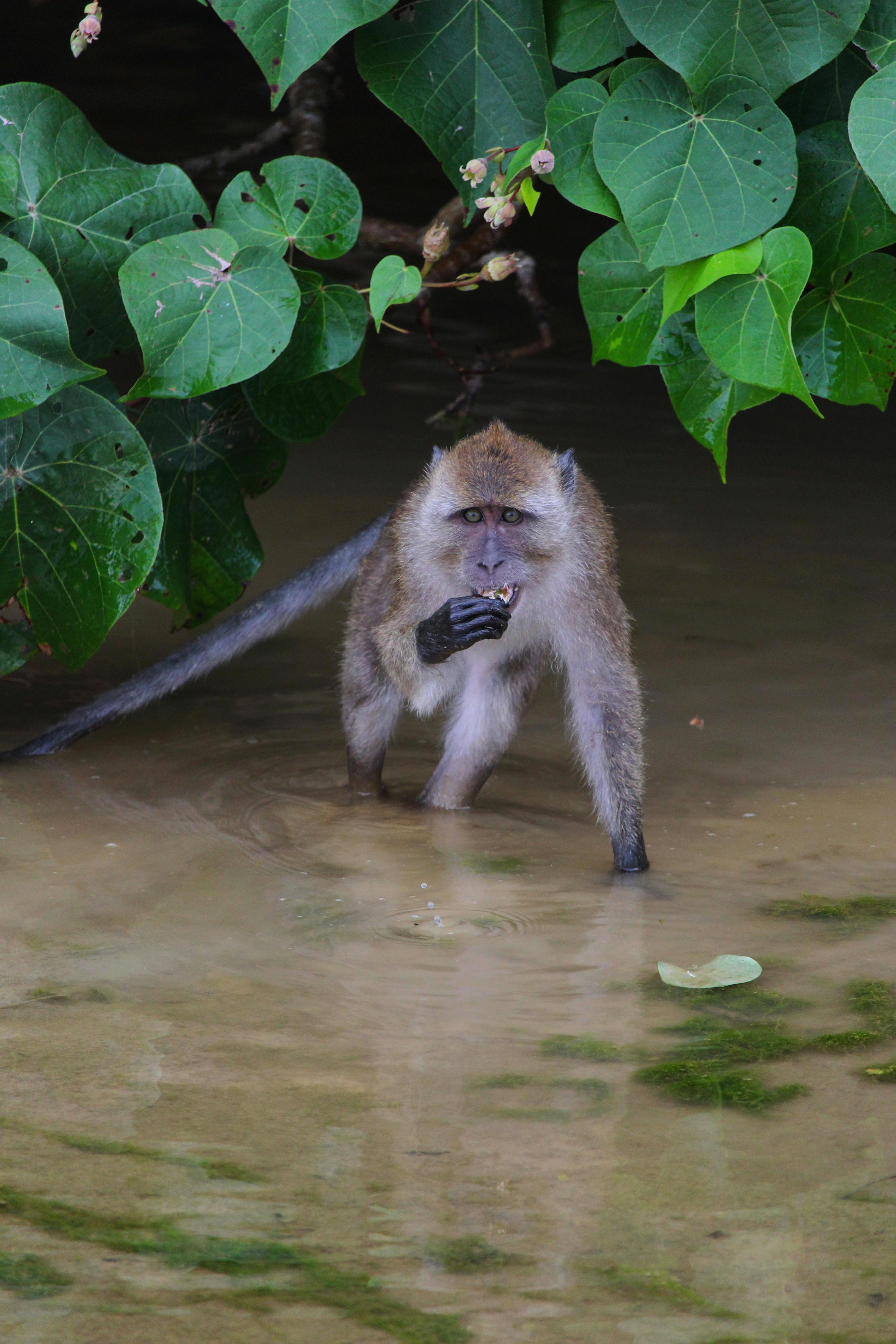 Durban Monkey Photos, Download The BEST Free Durban Monkey Stock Photos ...
