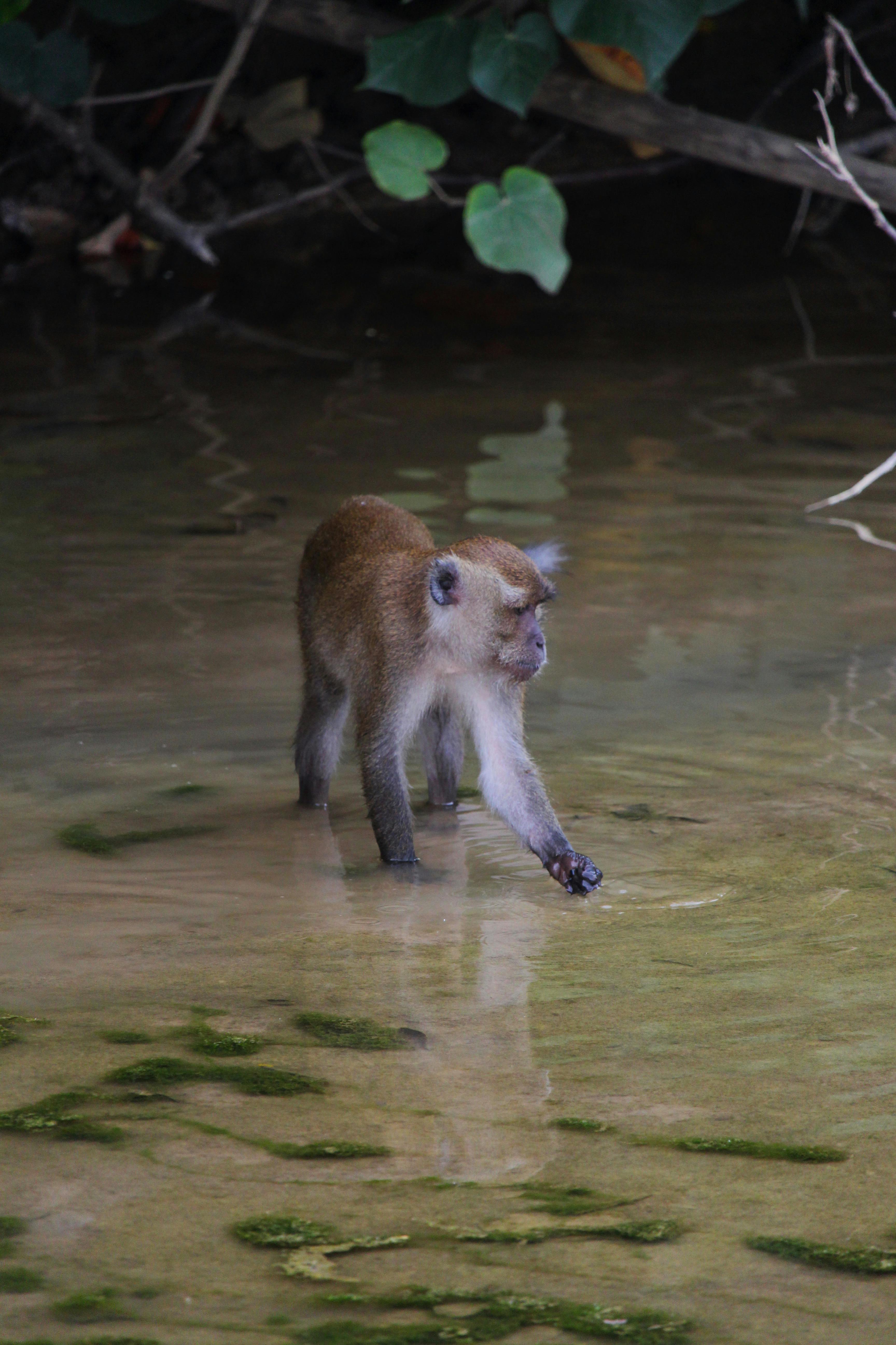 Monkey Walking Through the Swamp · Free Stock Photo