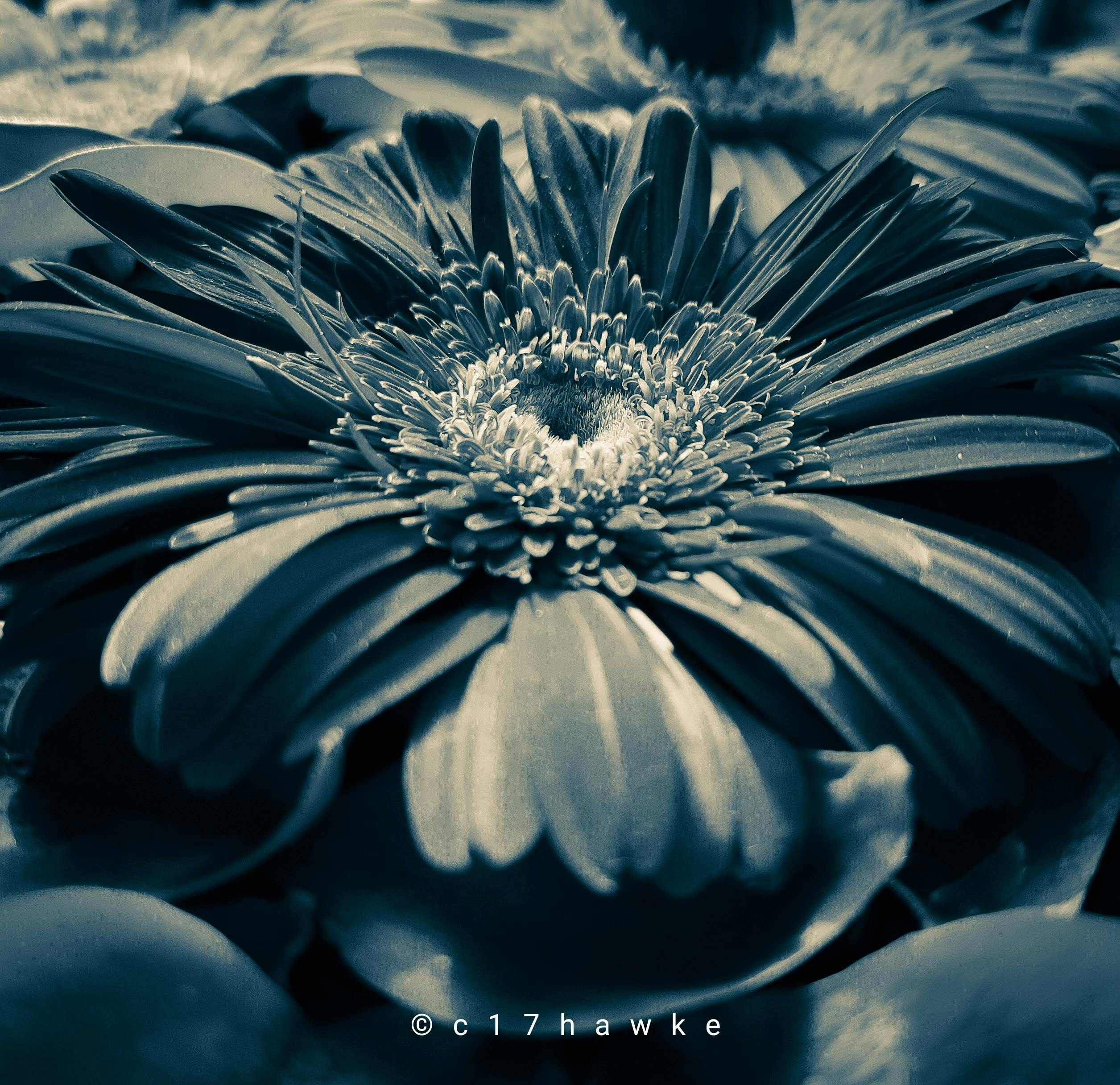 SUNNY BHAVEEN CHANDRA - Photography