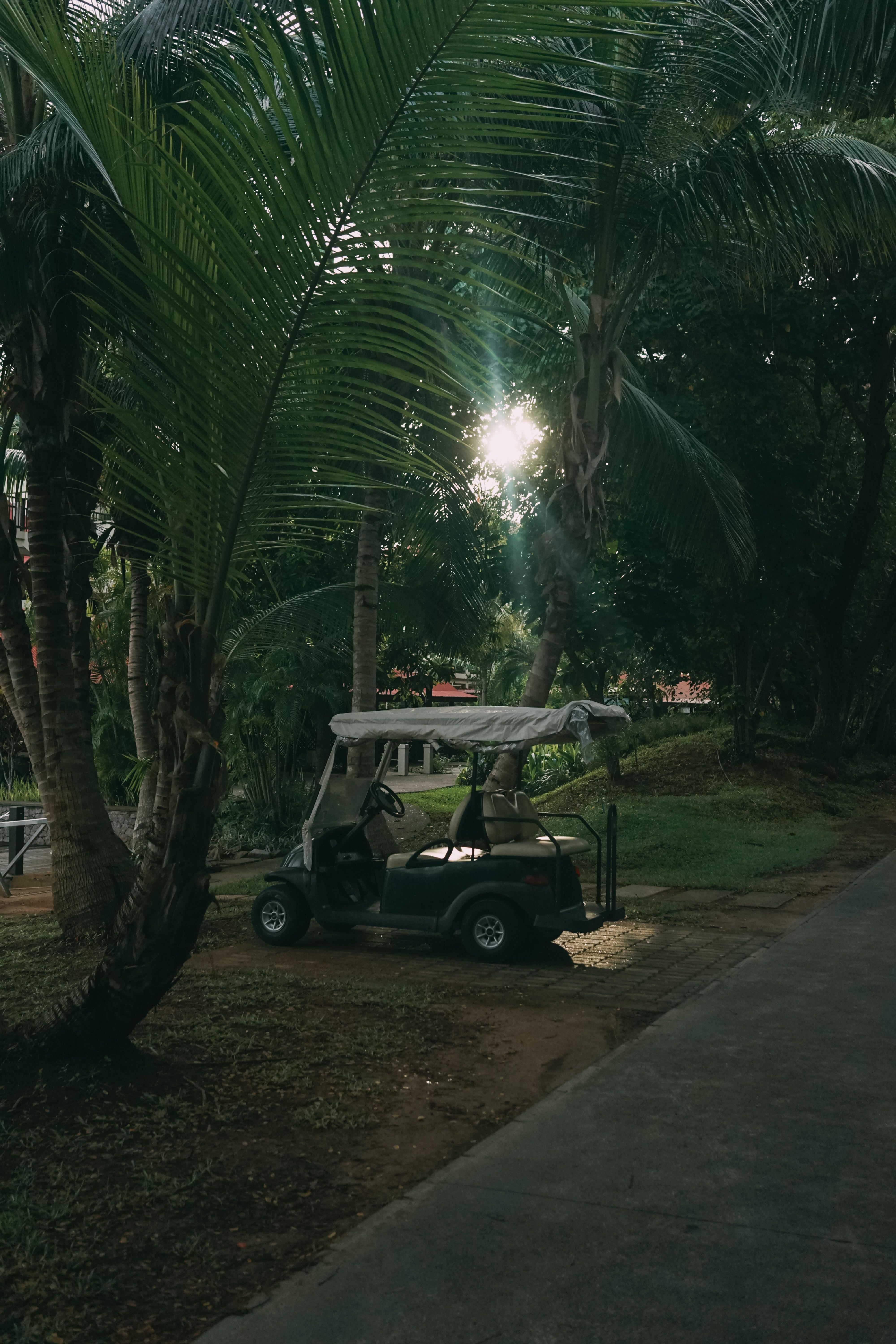 Golf Cart Surrounded by Palm Trees · Free Stock Photo