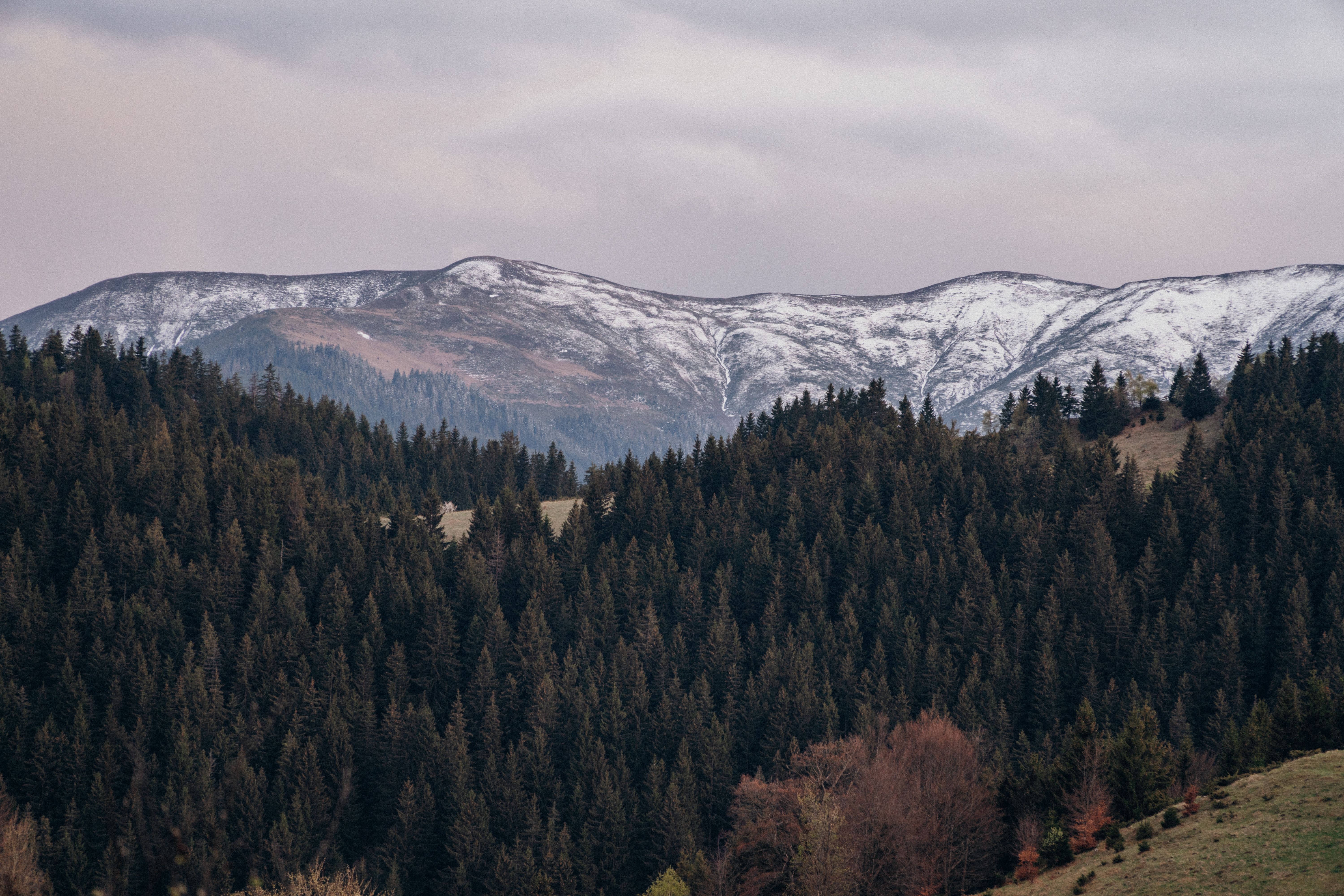 Nature Trees Photos, Download The BEST Free Nature Trees Stock Photos ...