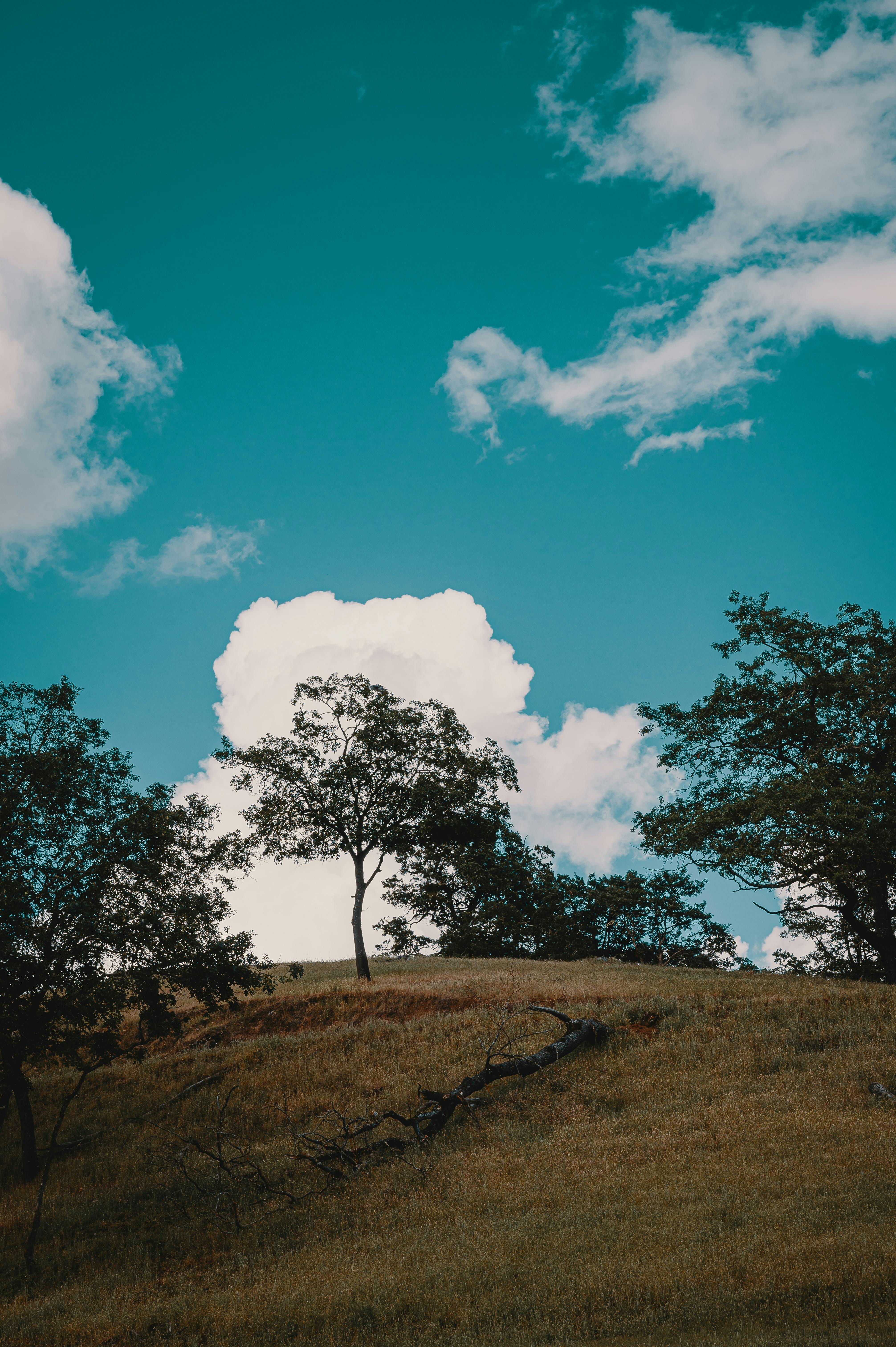 trees on hillside · Free Stock Photo
