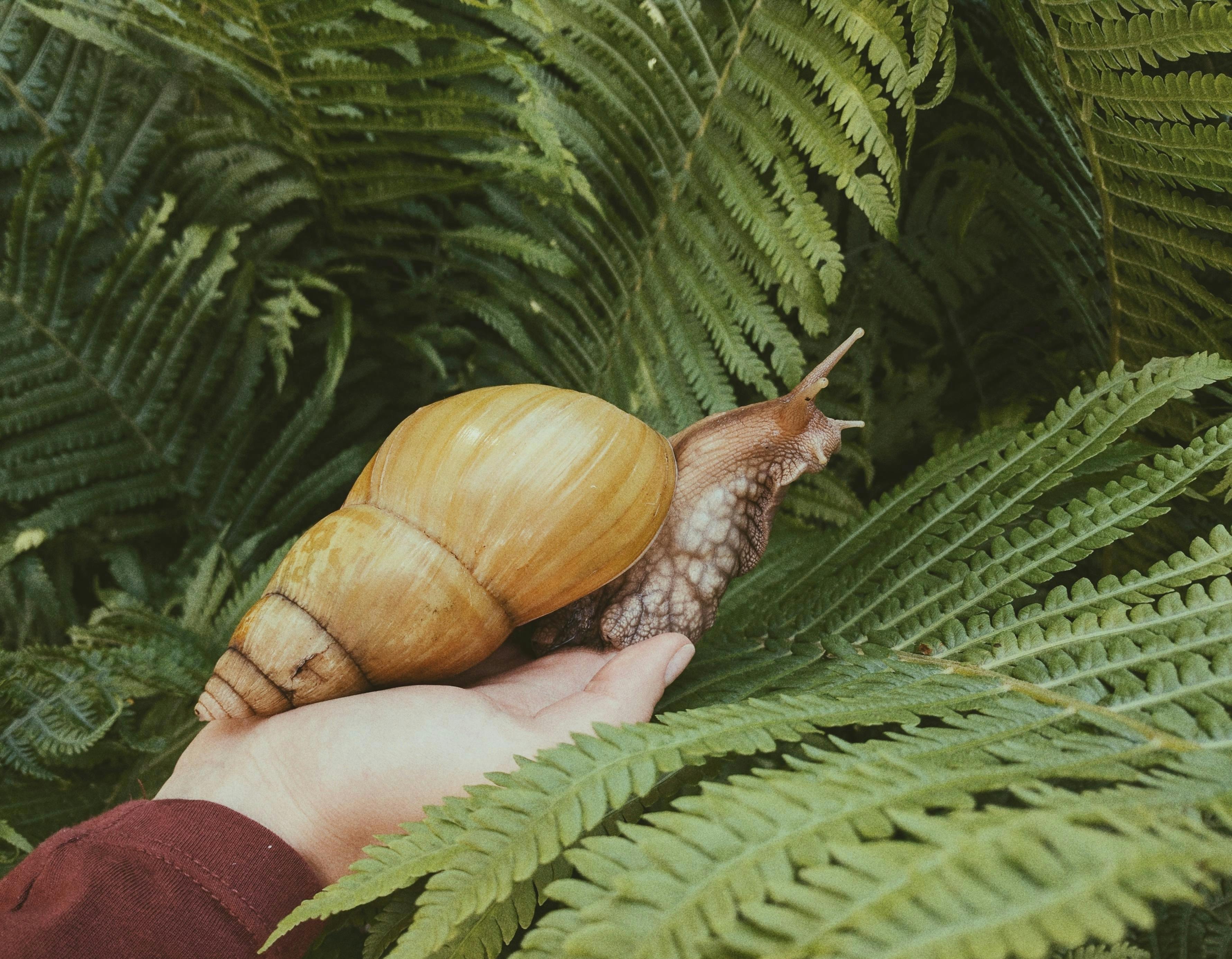 Close-Up Photo of Person Holding a Snail · Free Stock Photo