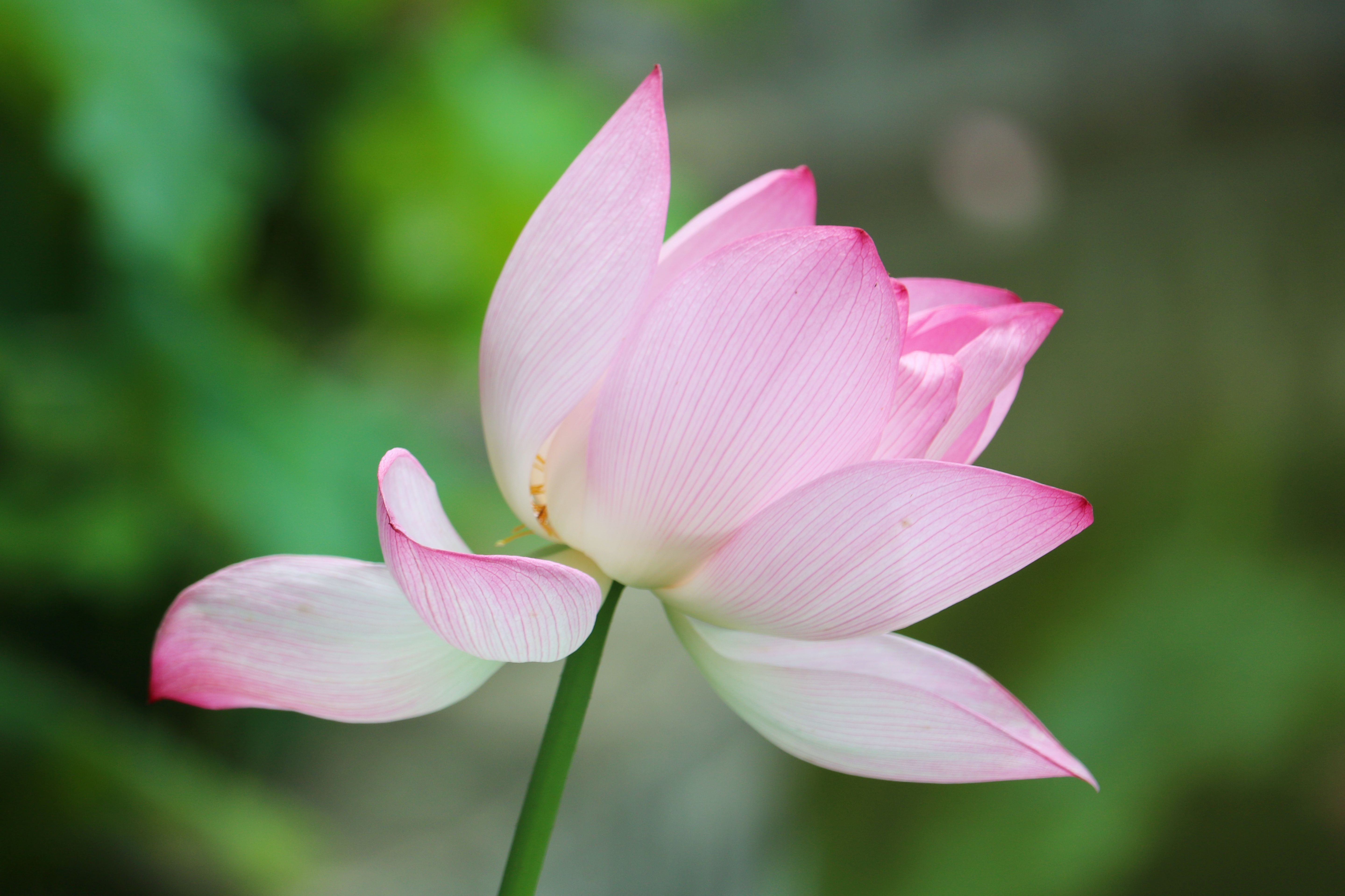 Petals of Lotus · Free Stock Photo