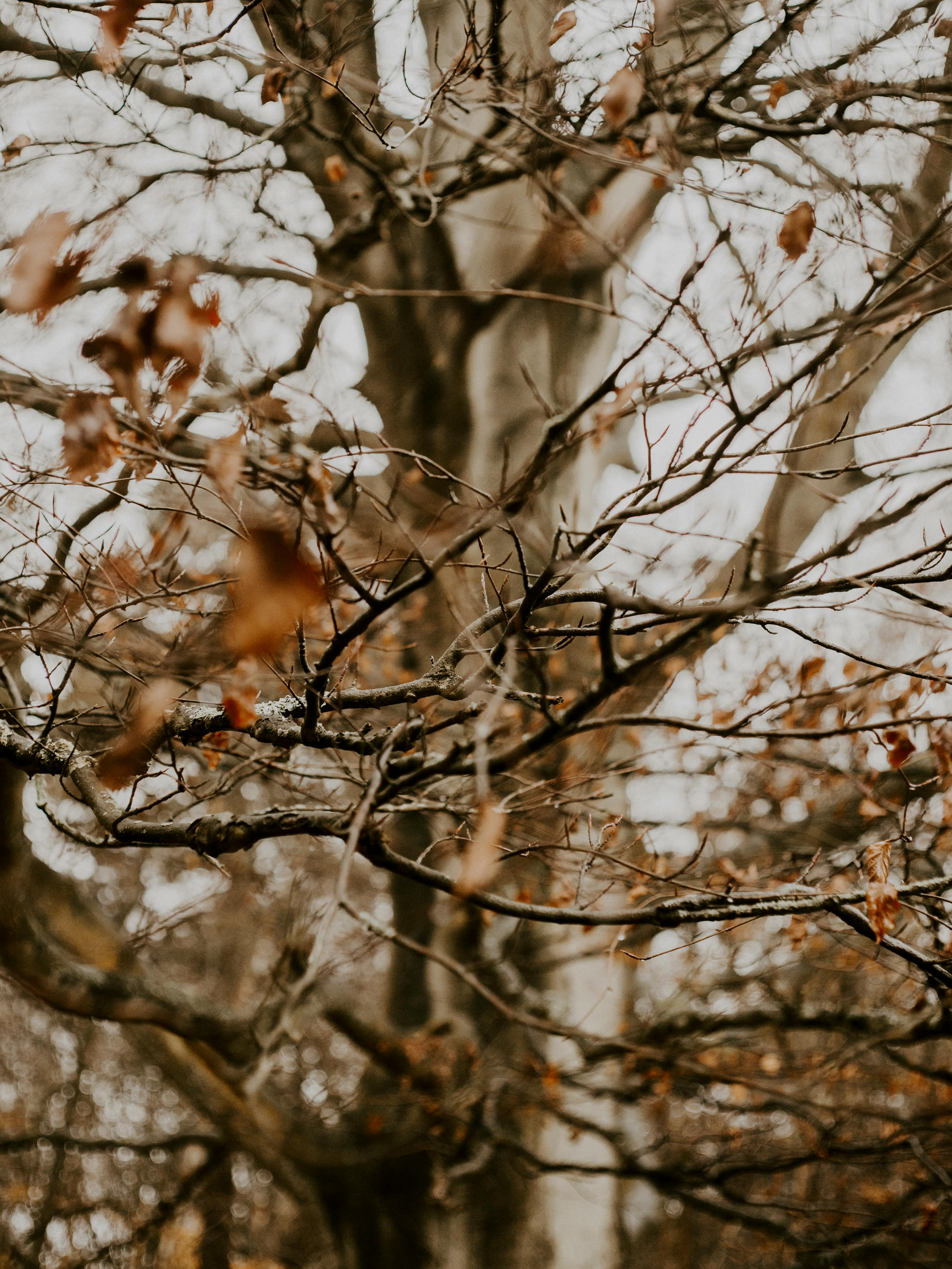 165,635+ Best Free Brown background Stock Photos & Images · 100% ...