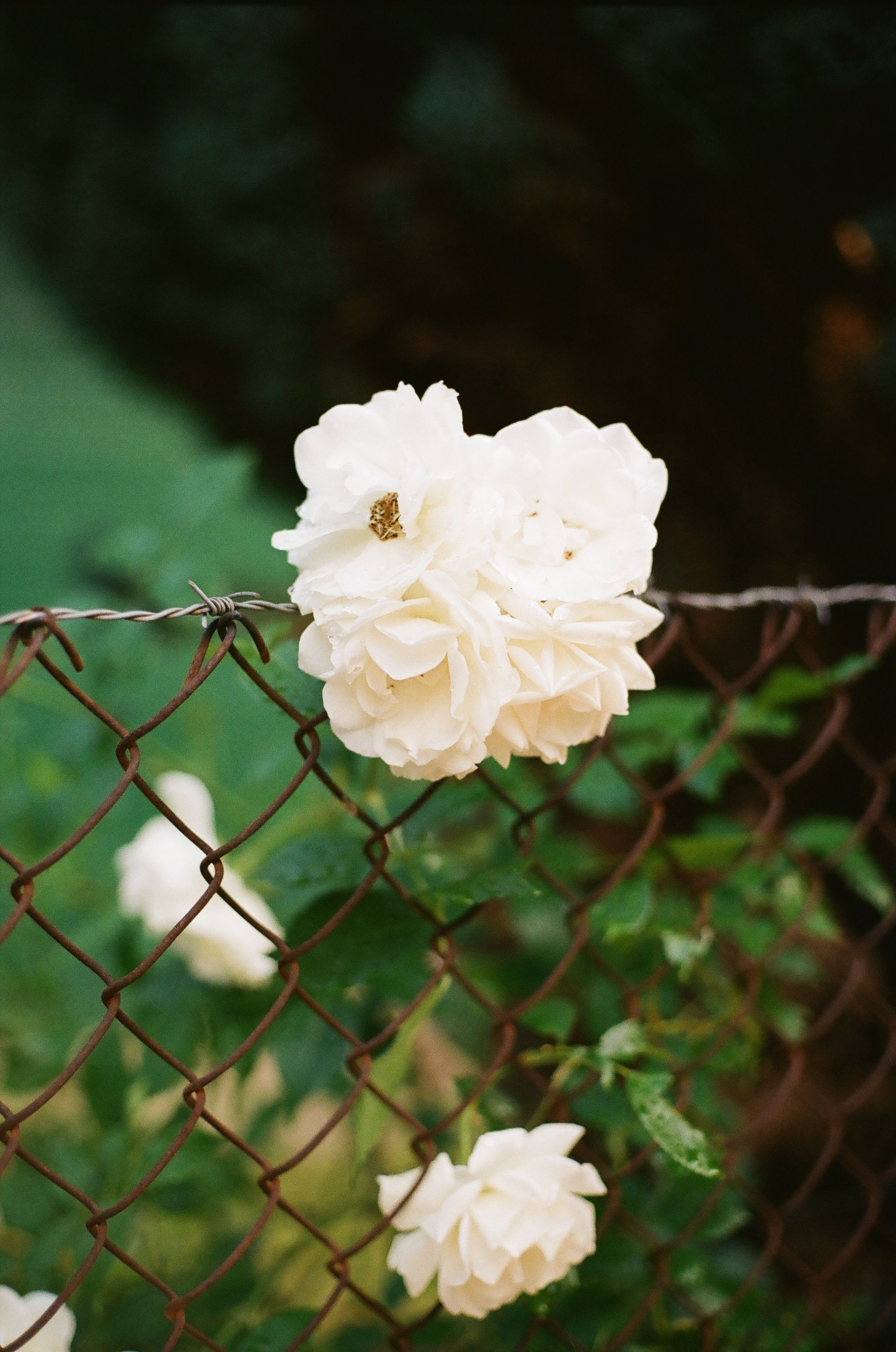 White Rose Garden With Fence