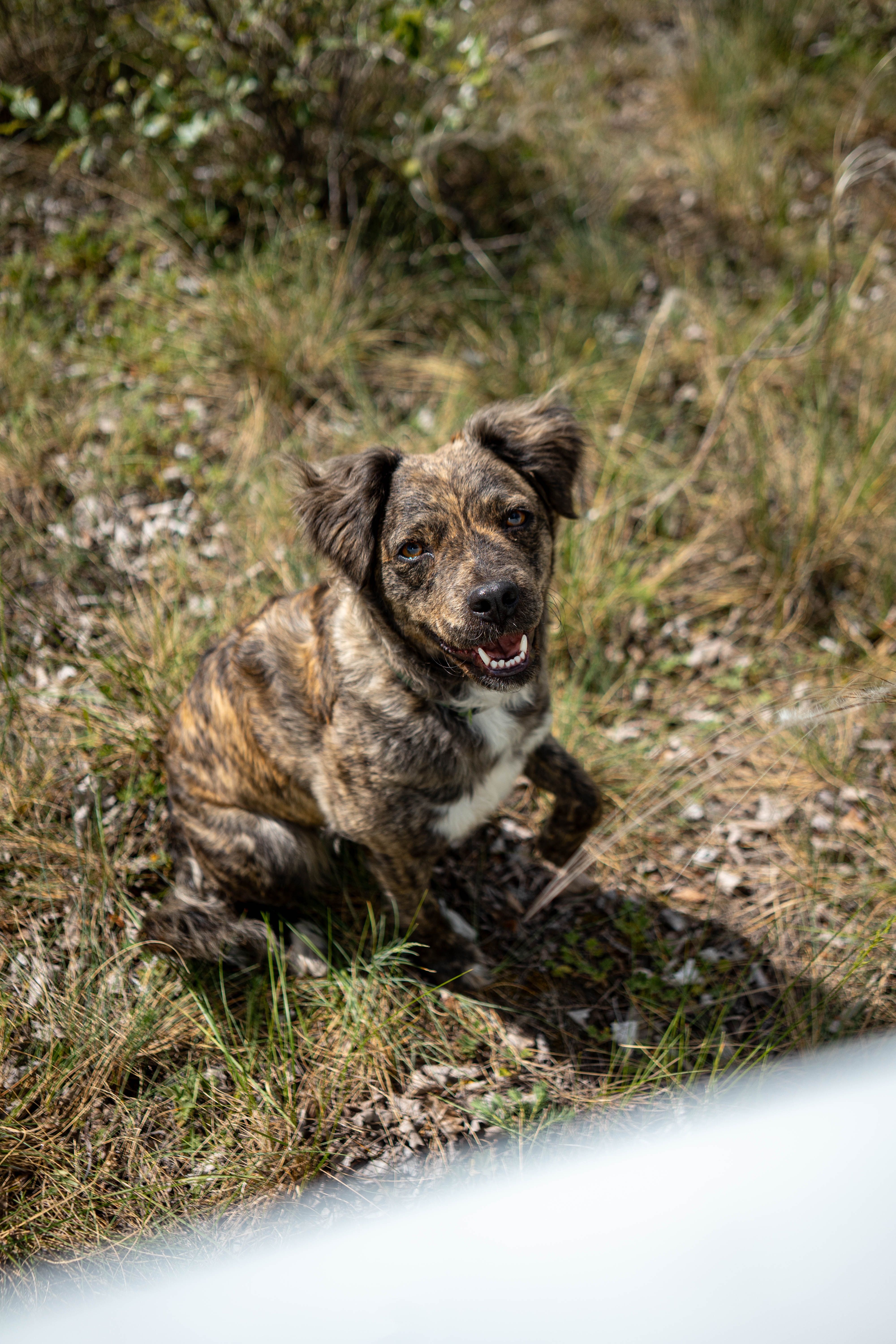 Corsican Dog Puppy Sitting in the Grass · Free Stock Photo
