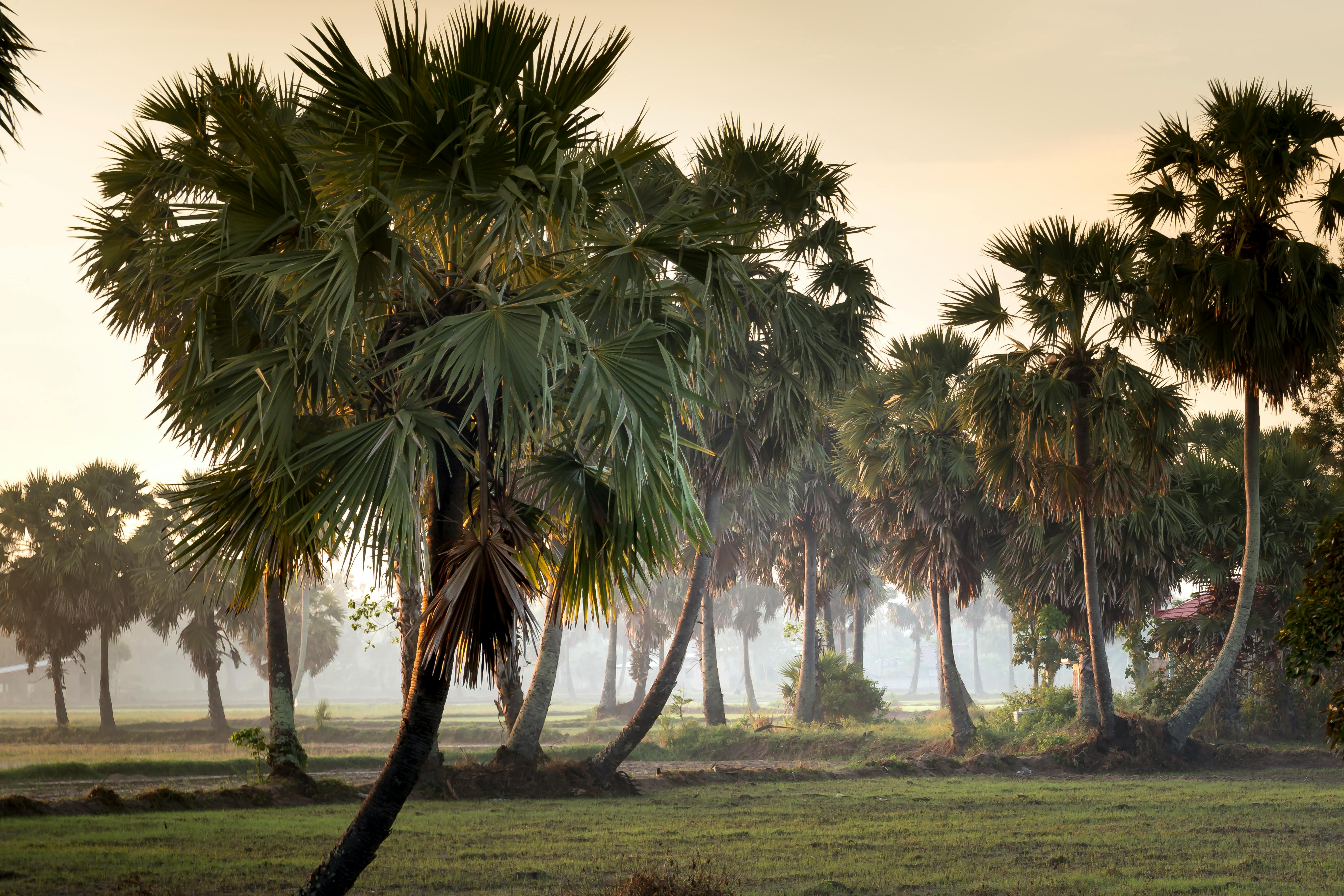 Palm Trees In Green Grass Covered Field · Free Stock Photo