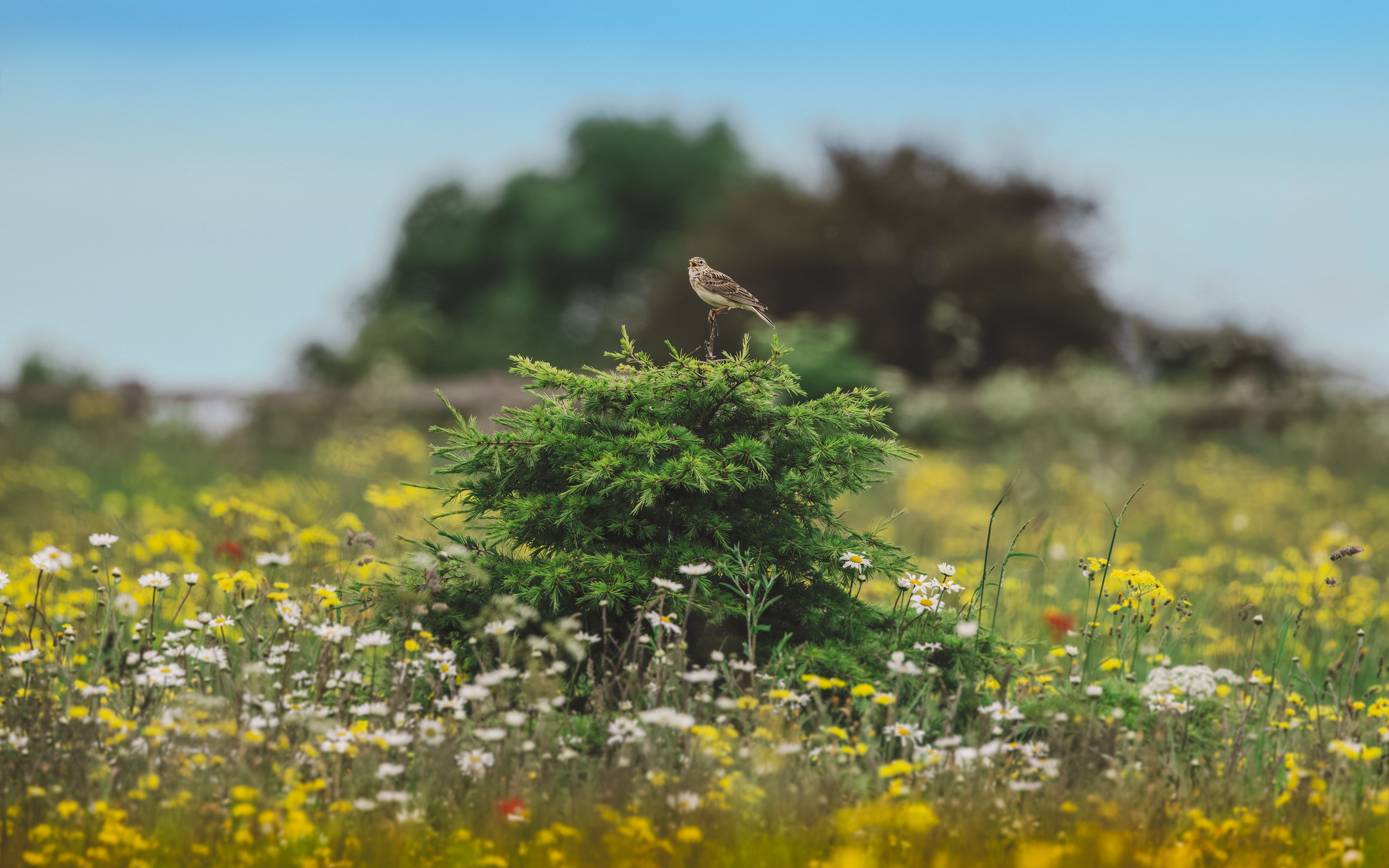 Bird Standing on a Bush Surrounded by a Flower Meadow · Free Stock Photo