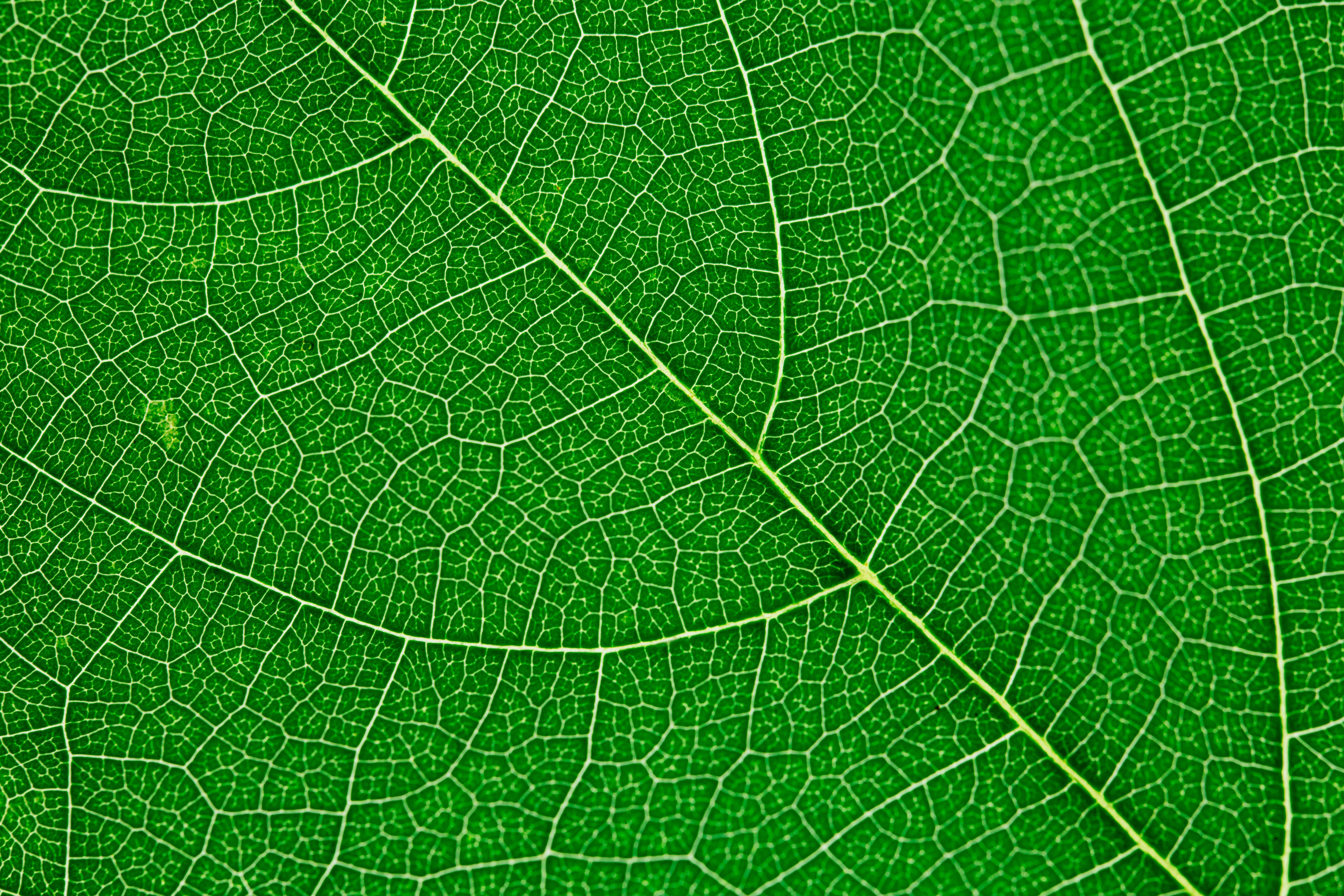 Photo of a green leaf · Free Stock Photo