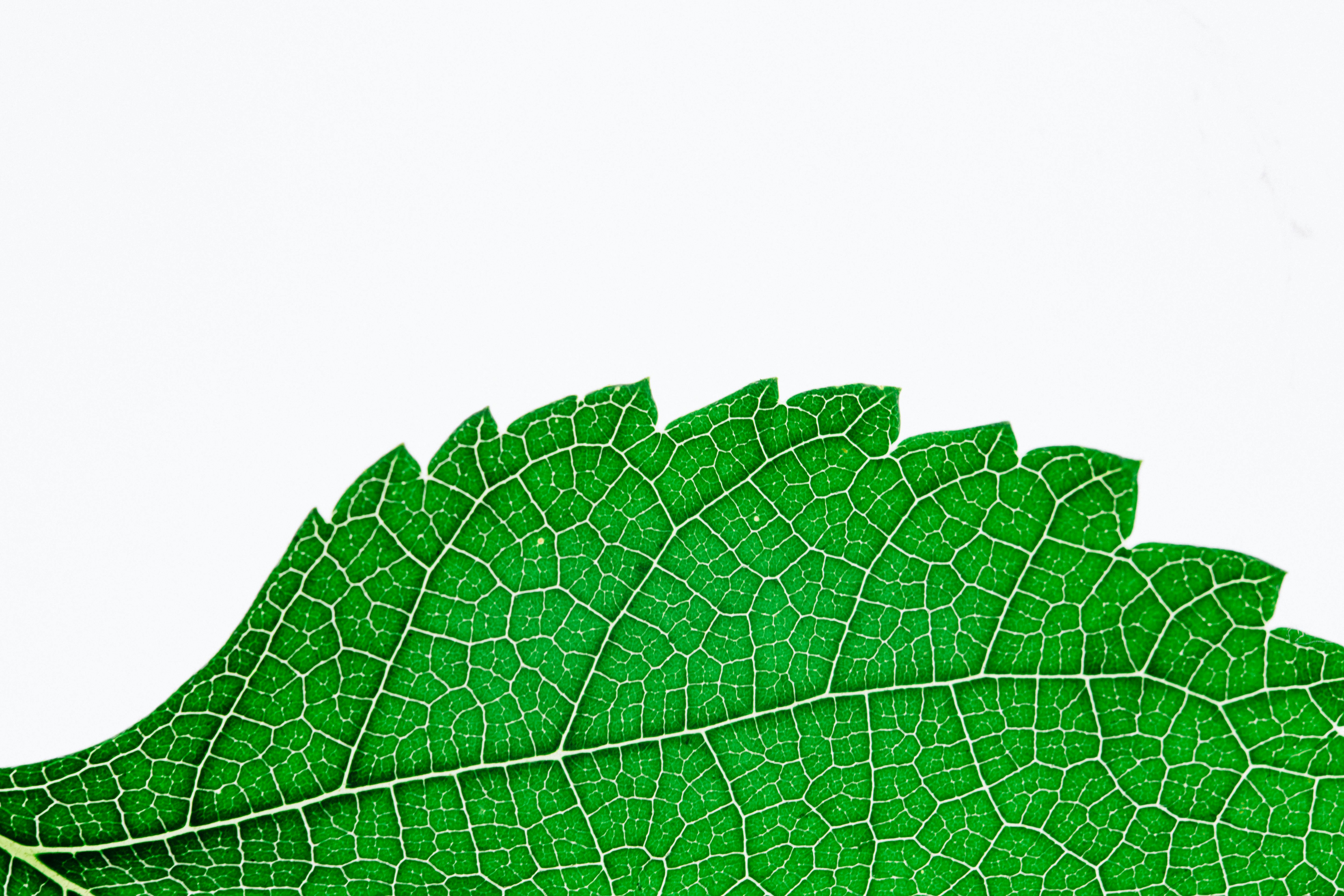 Green Serrated Edge Plant Leaf · Free Stock Photo