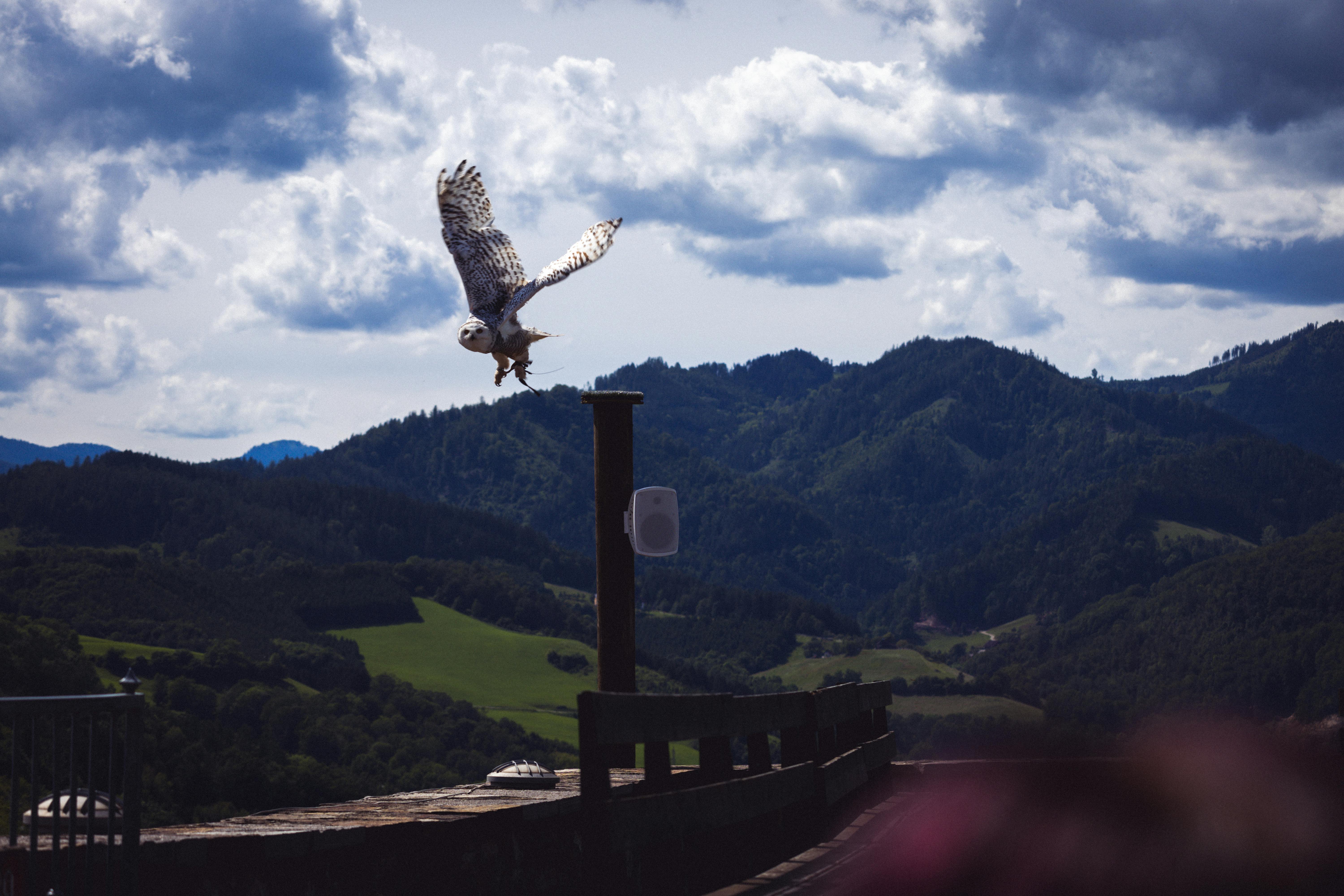 Flying Owl Back View Photos, Download The BEST Free Flying Owl Back ...