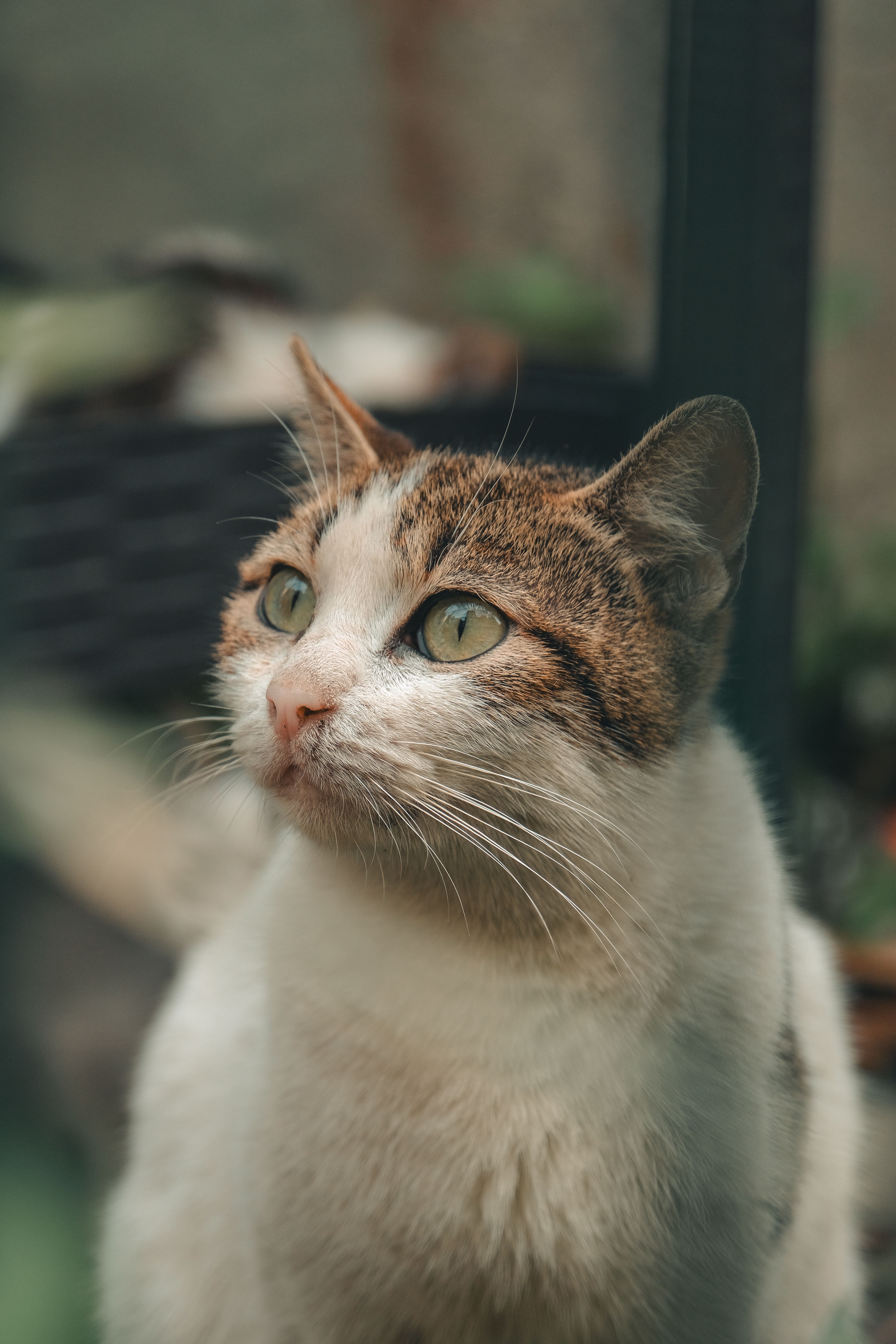 Portrait of Cat · Free Stock Photo