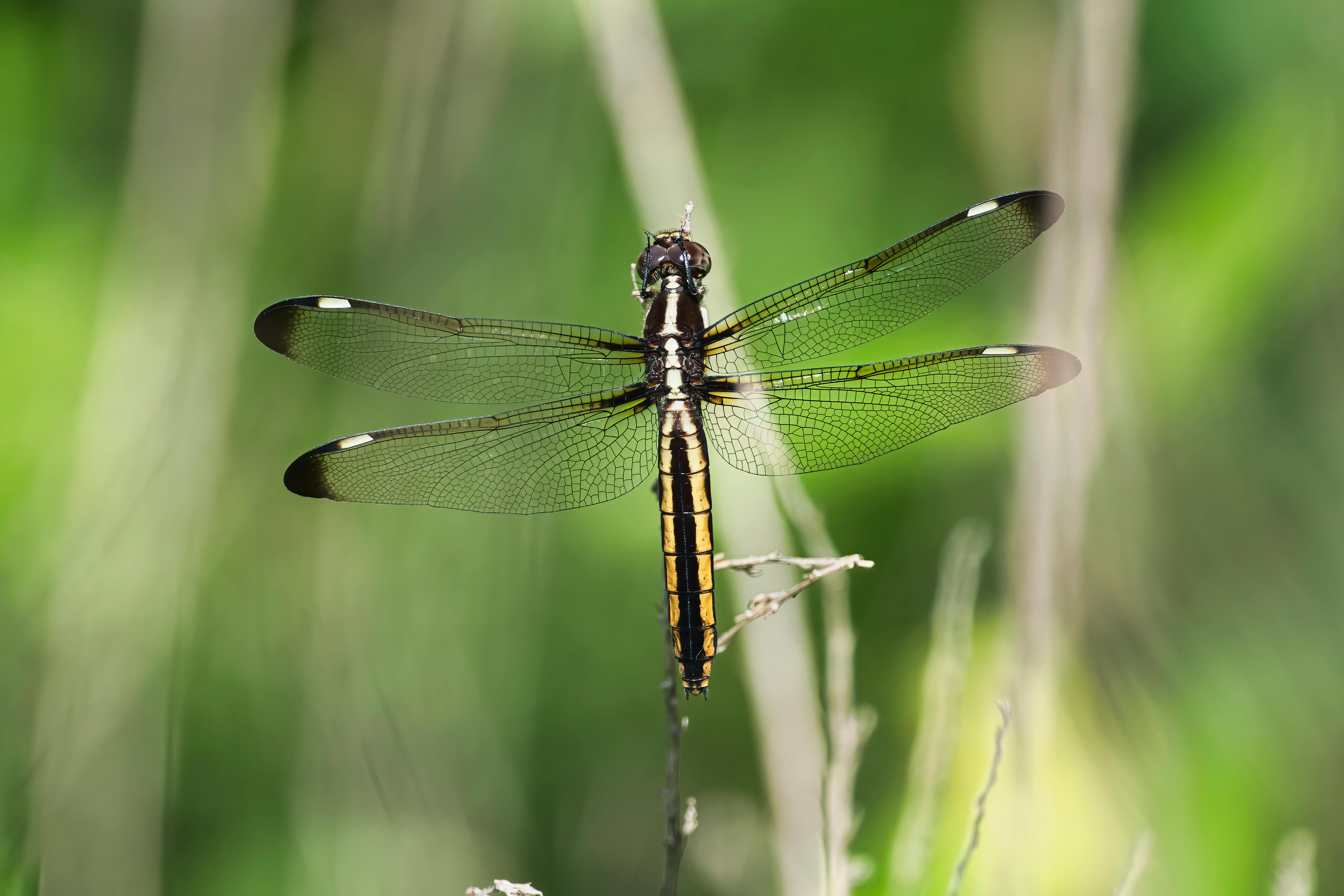 Hovering Position Photos, Download The BEST Free Hovering Position ...