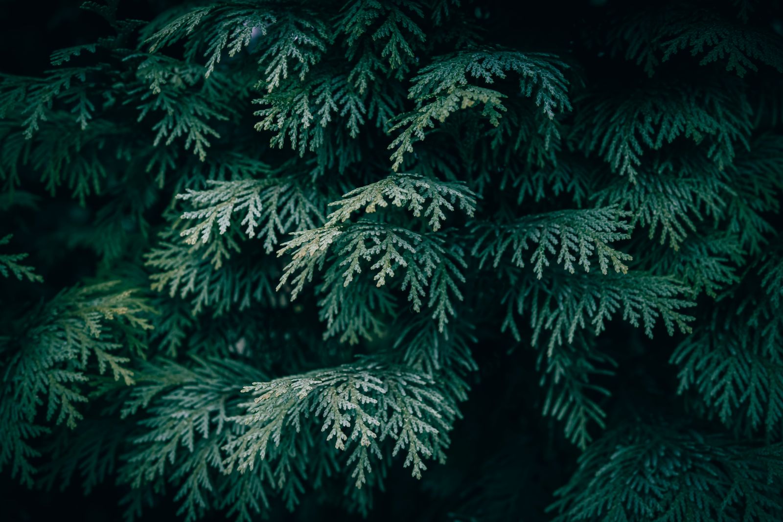 Cedar Tree Photos, Download The BEST Free Cedar Tree Stock Photos & HD ...