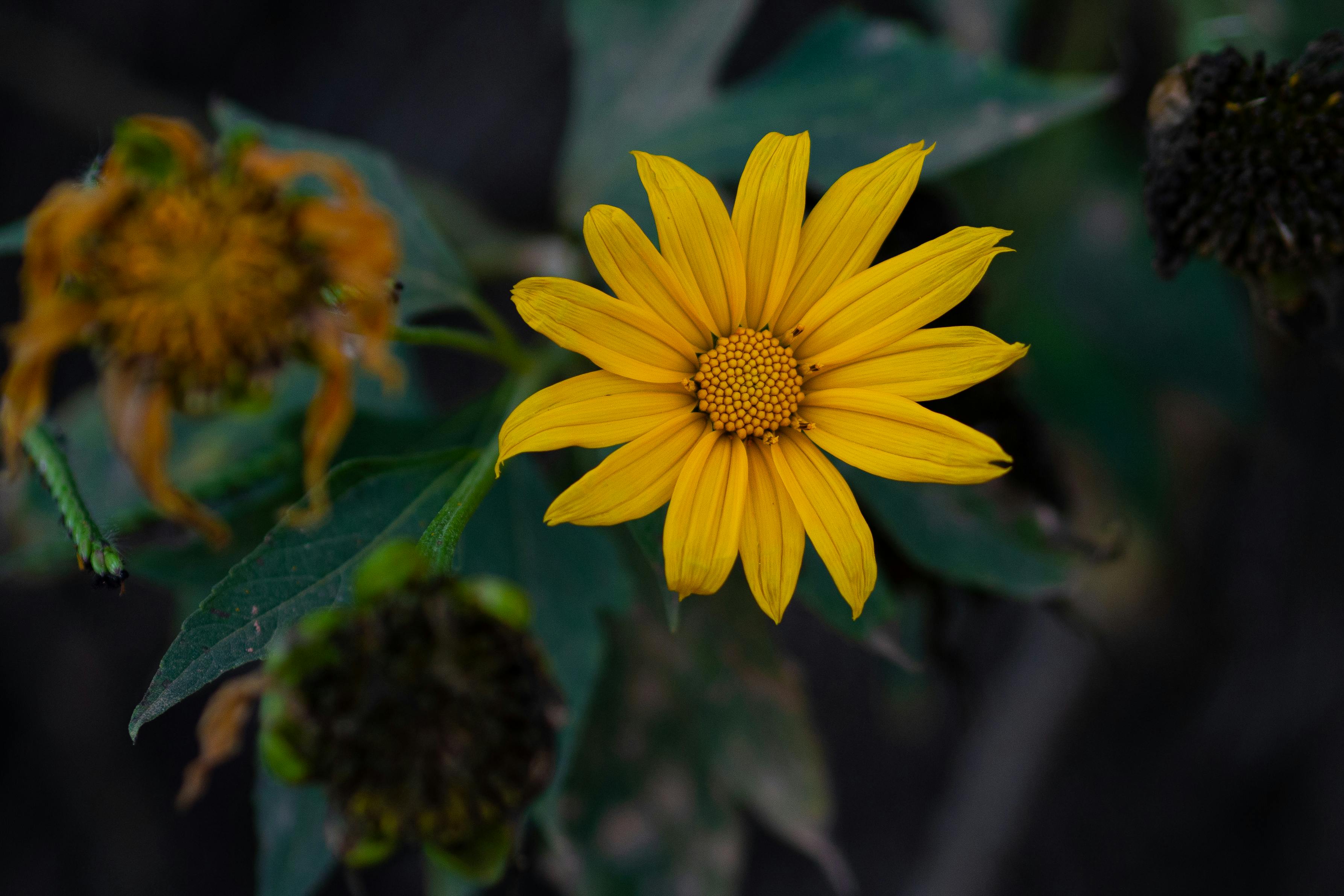 Close-Up Photo of Yellow Flower · Free Stock Photo